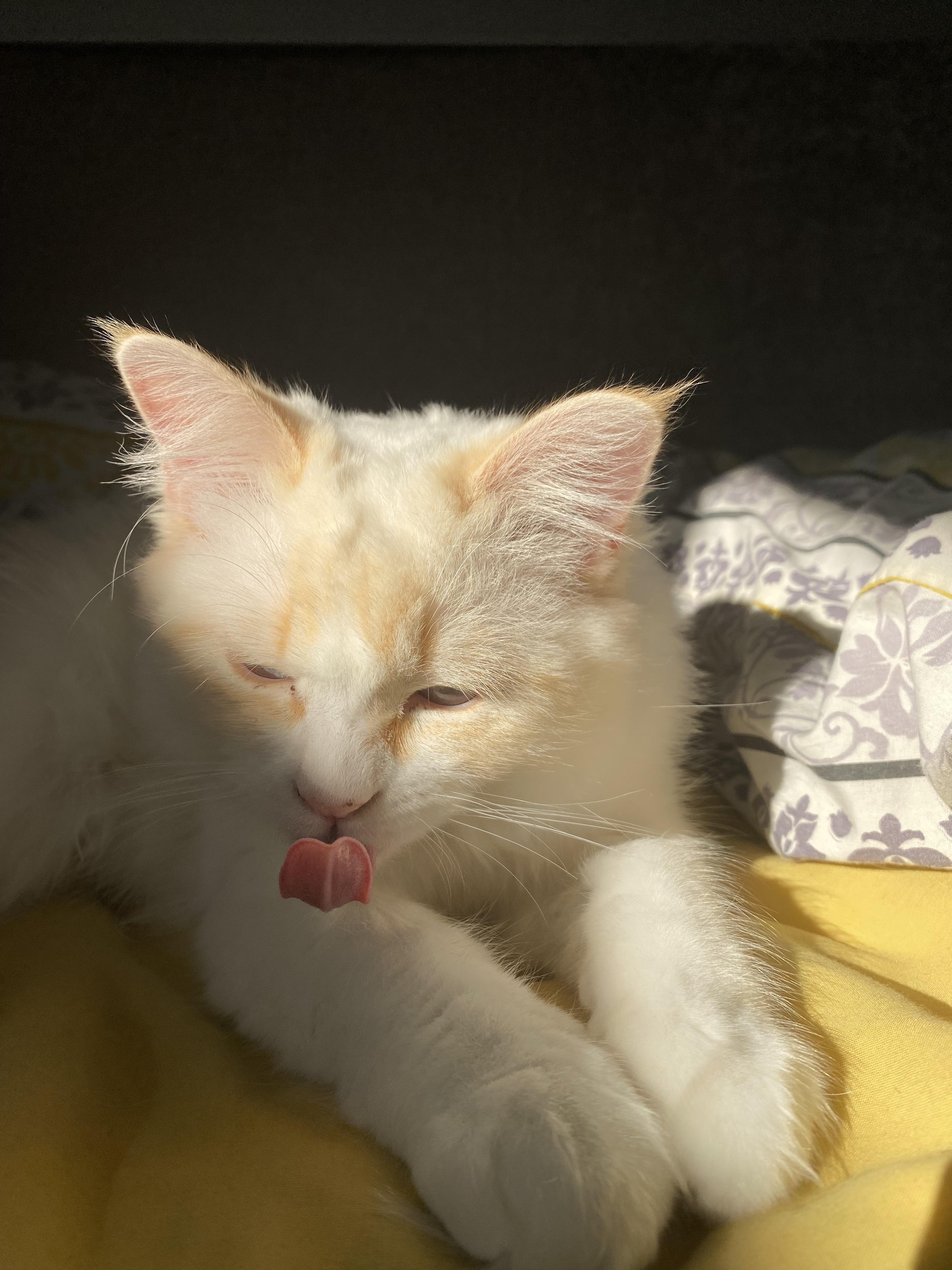 Sun kissed blep | Scrolller