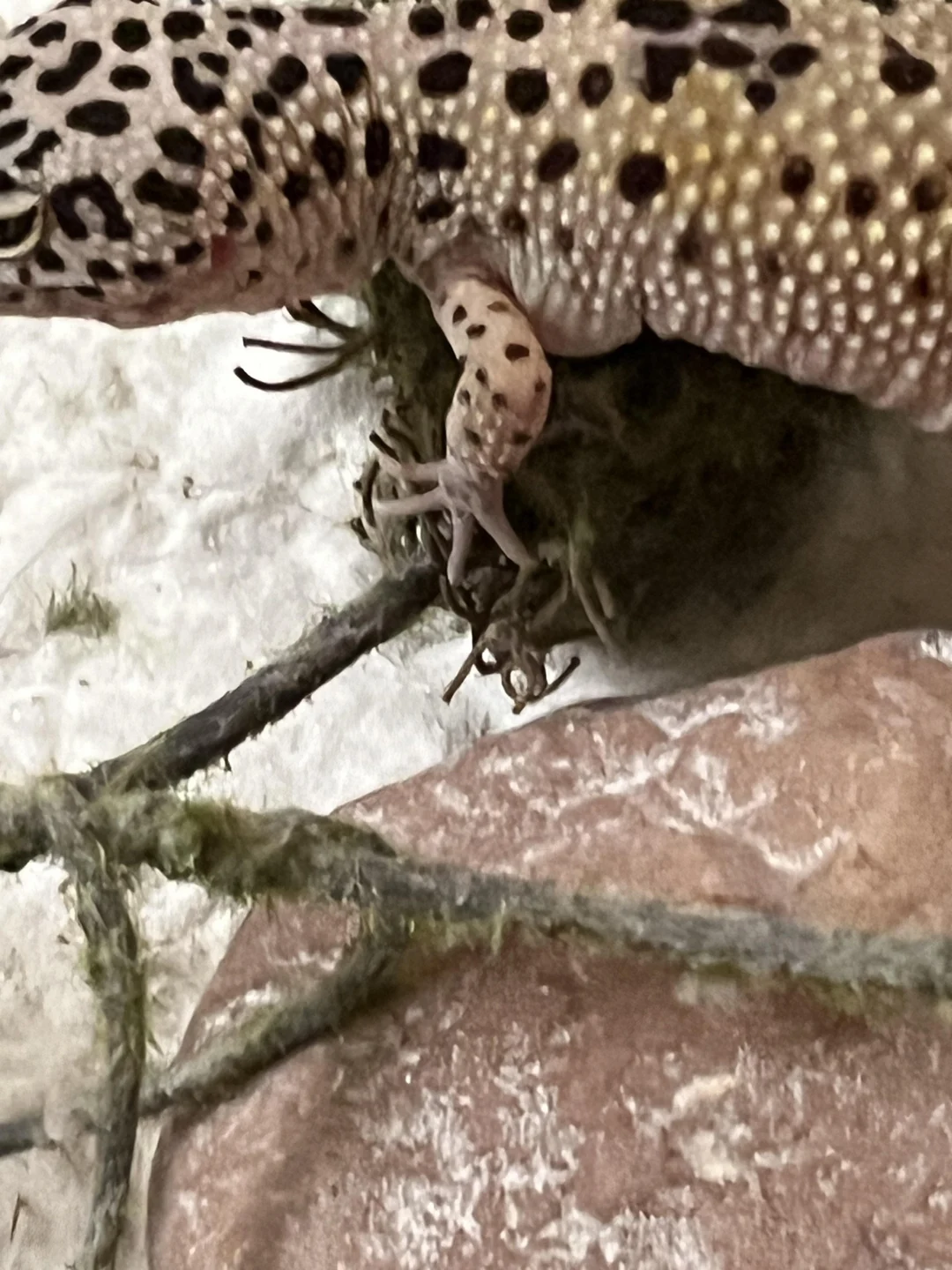 Guys whats wrong with my leopard gecko? | Scrolller