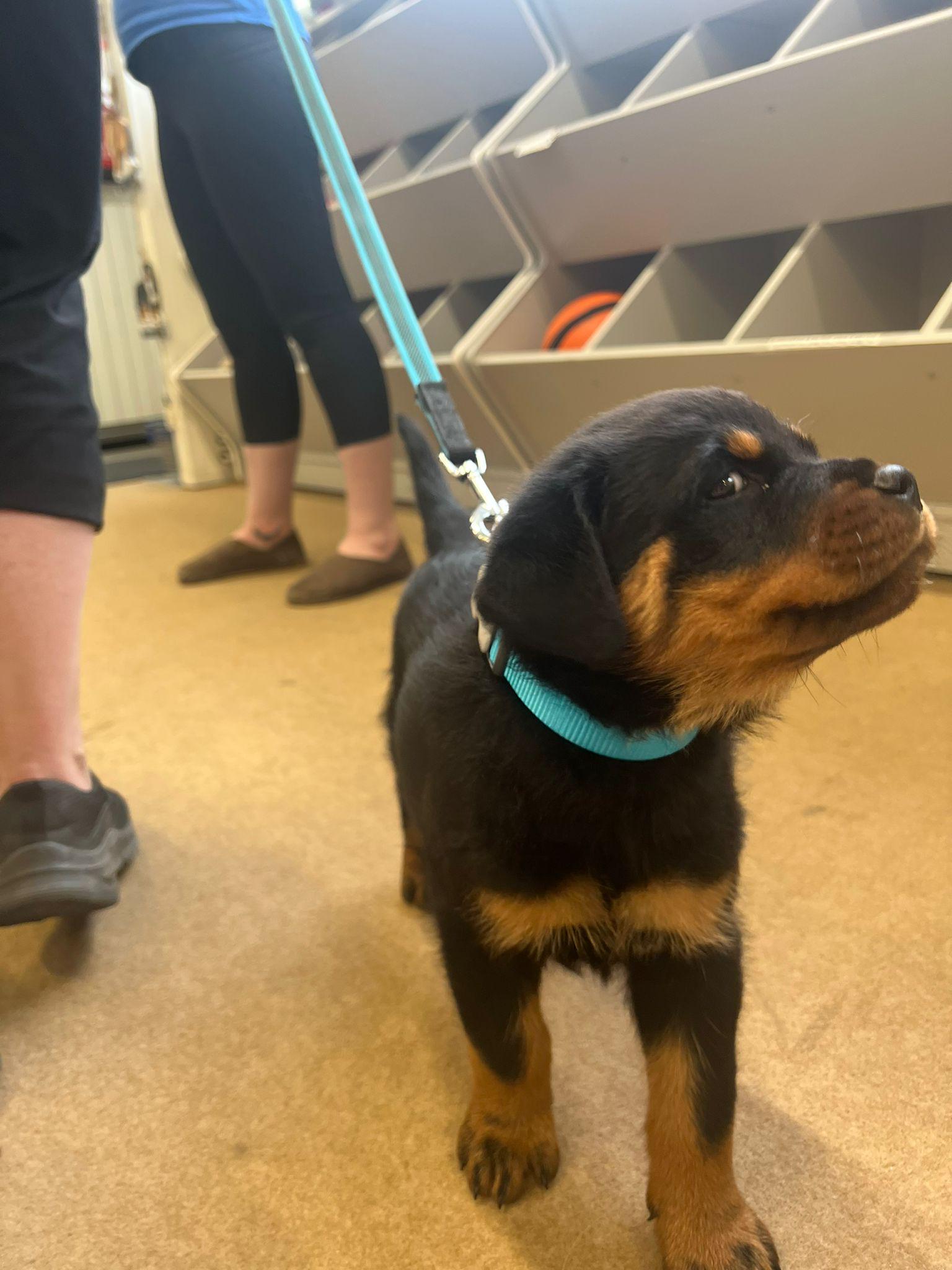 We will pick up this little guy in a couple of days. Already giving the side eye | Scrolller