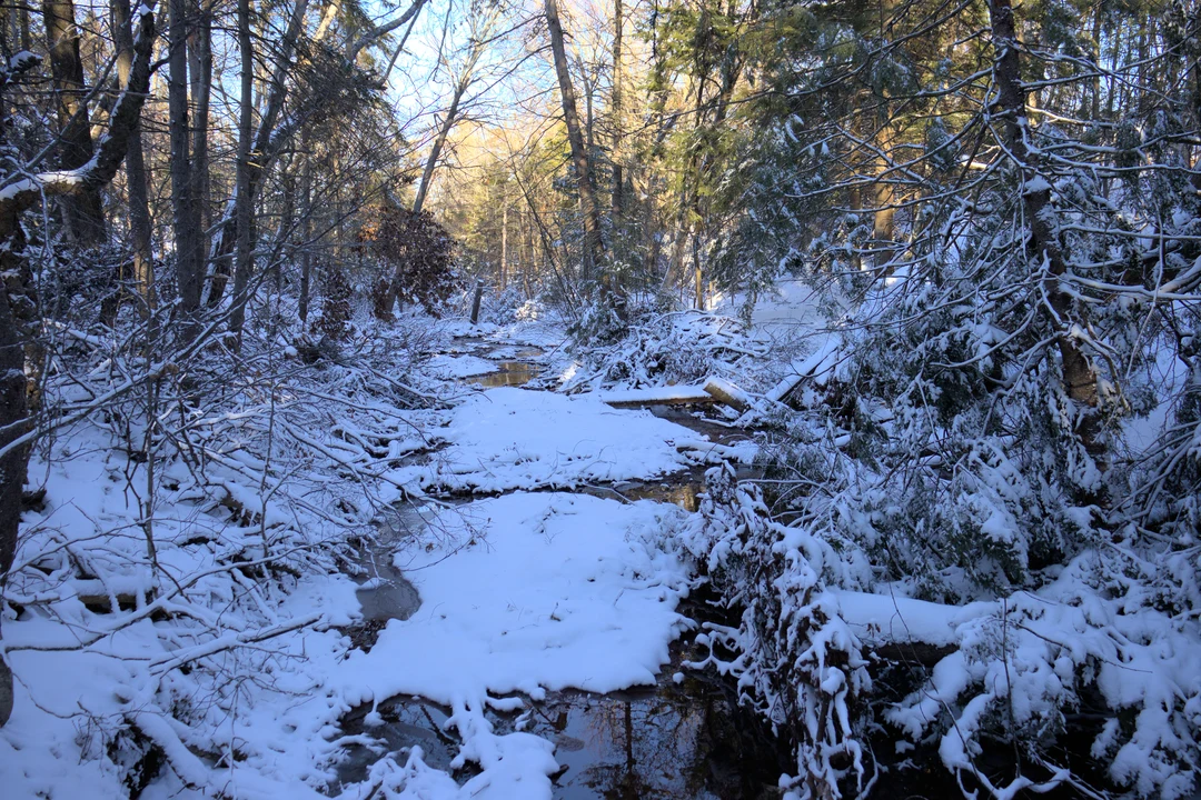 Winter Forest | Scrolller