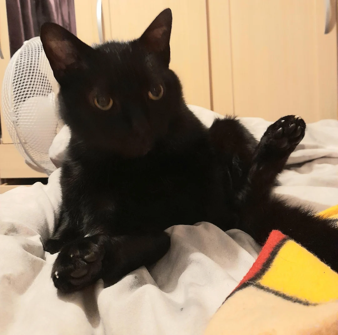 mid lick | Scrolller