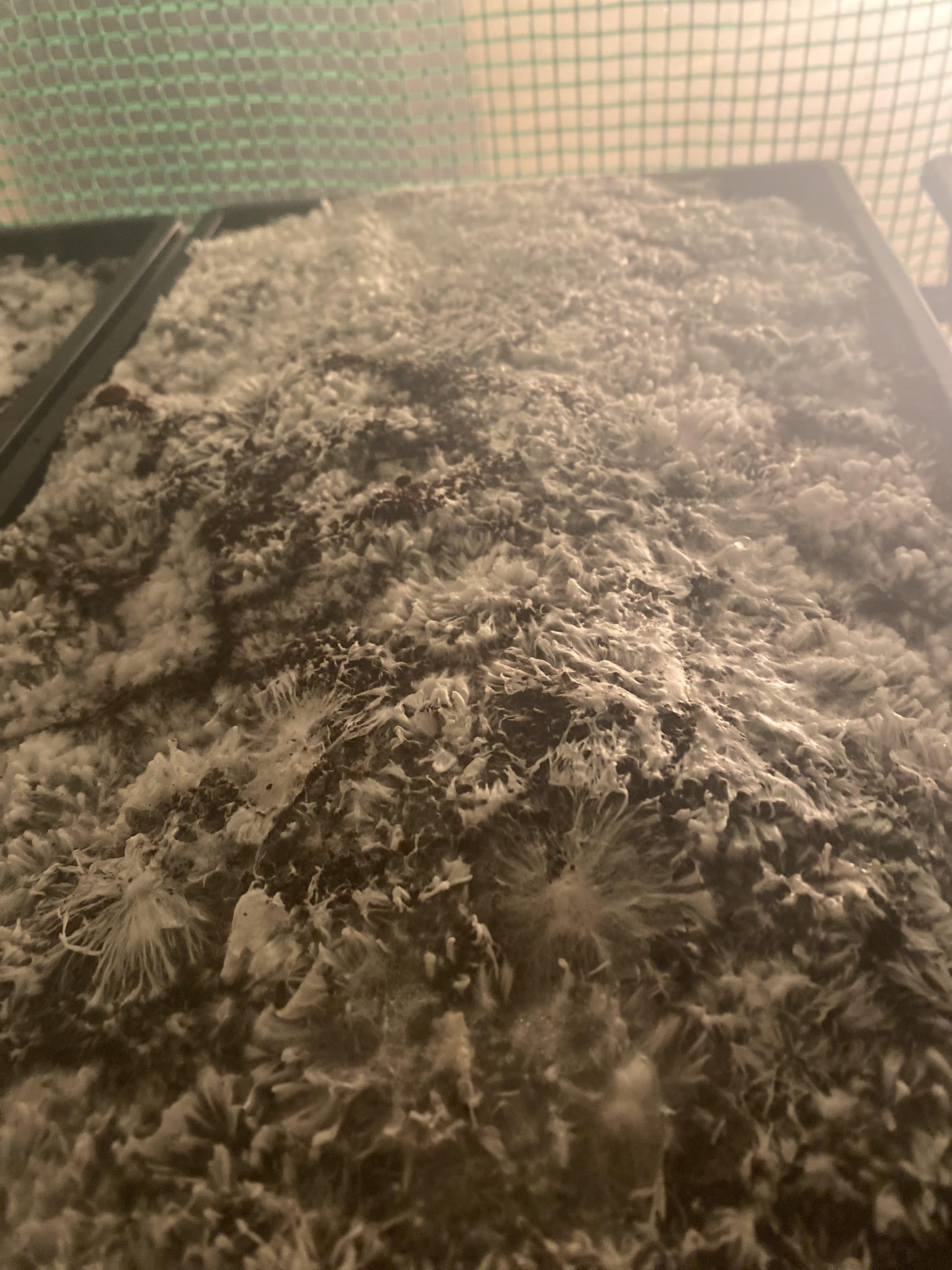 [actives] Thoughts on this tray? | Scrolller