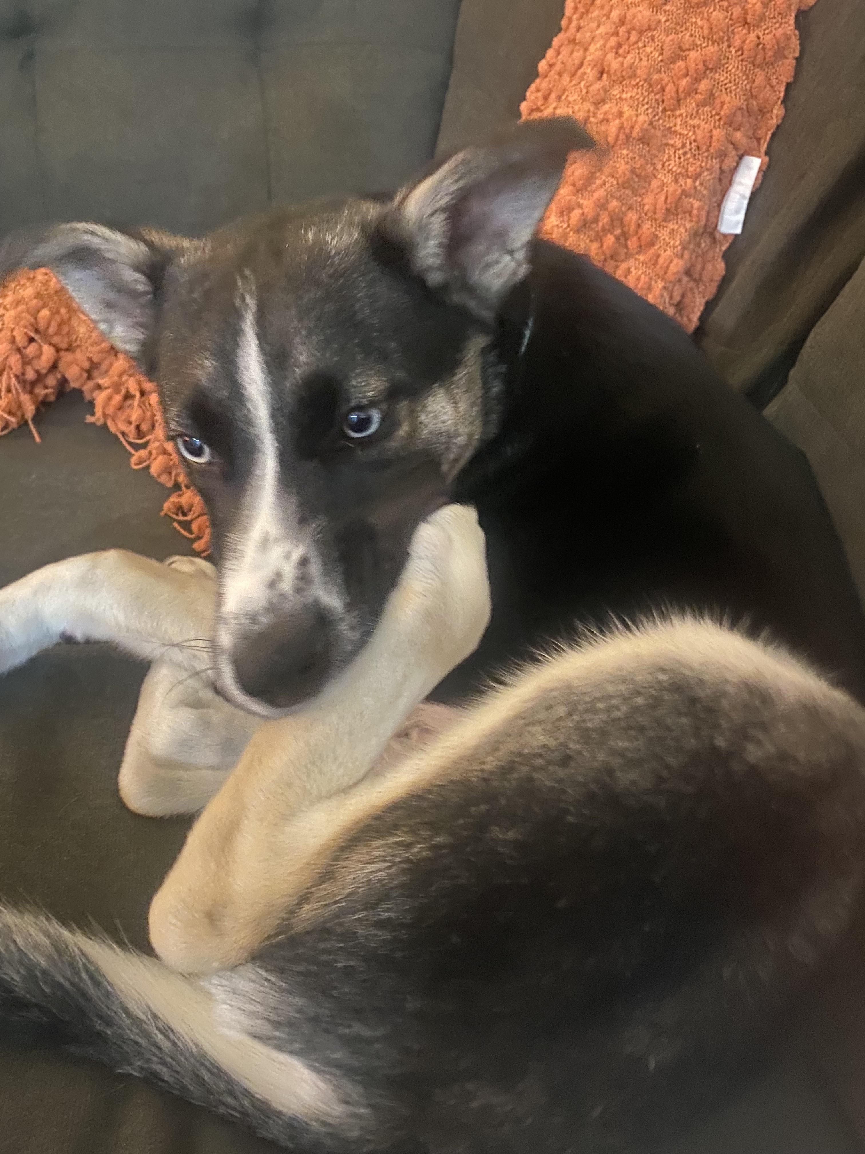 Rescue pup | Scrolller