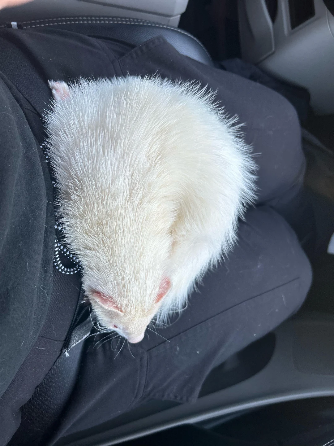 New Ferret Owner | Scrolller