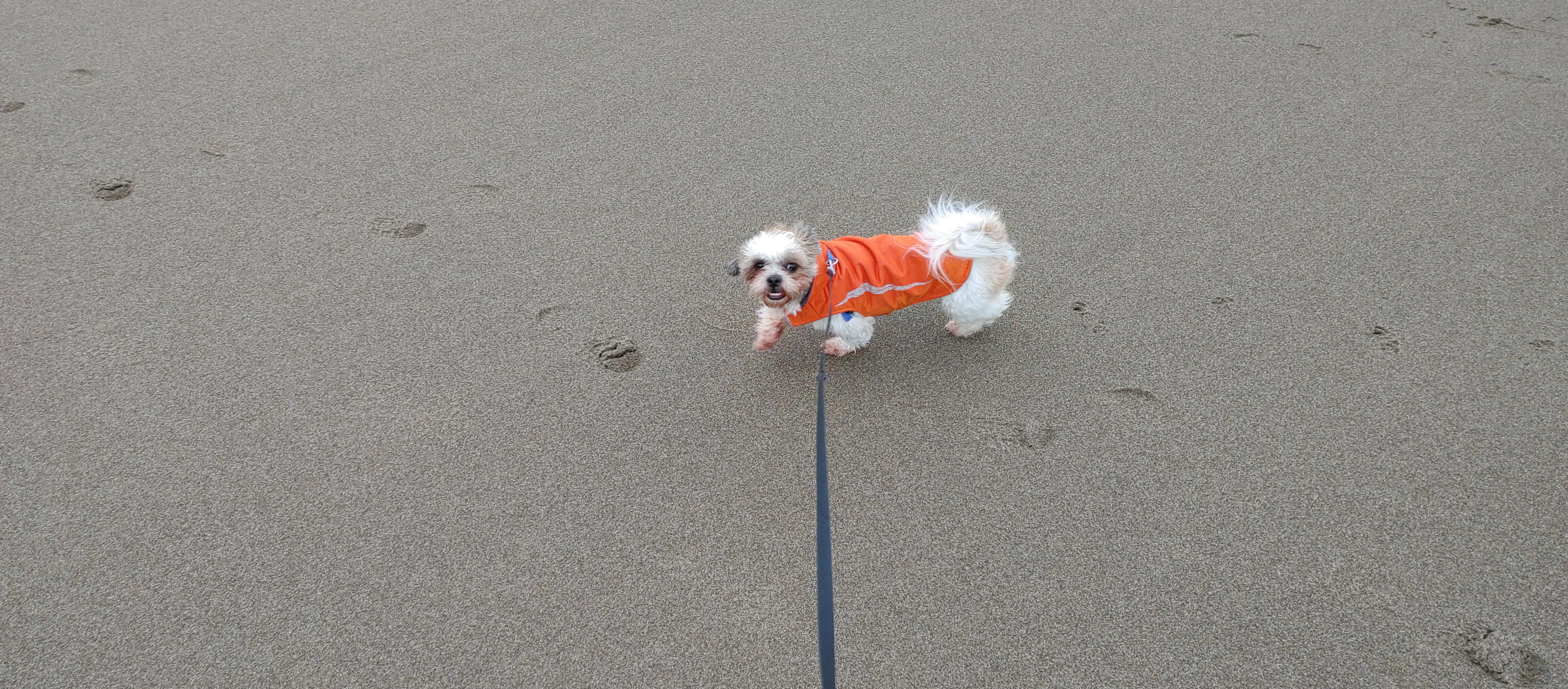 Tzu on the beach | Scrolller