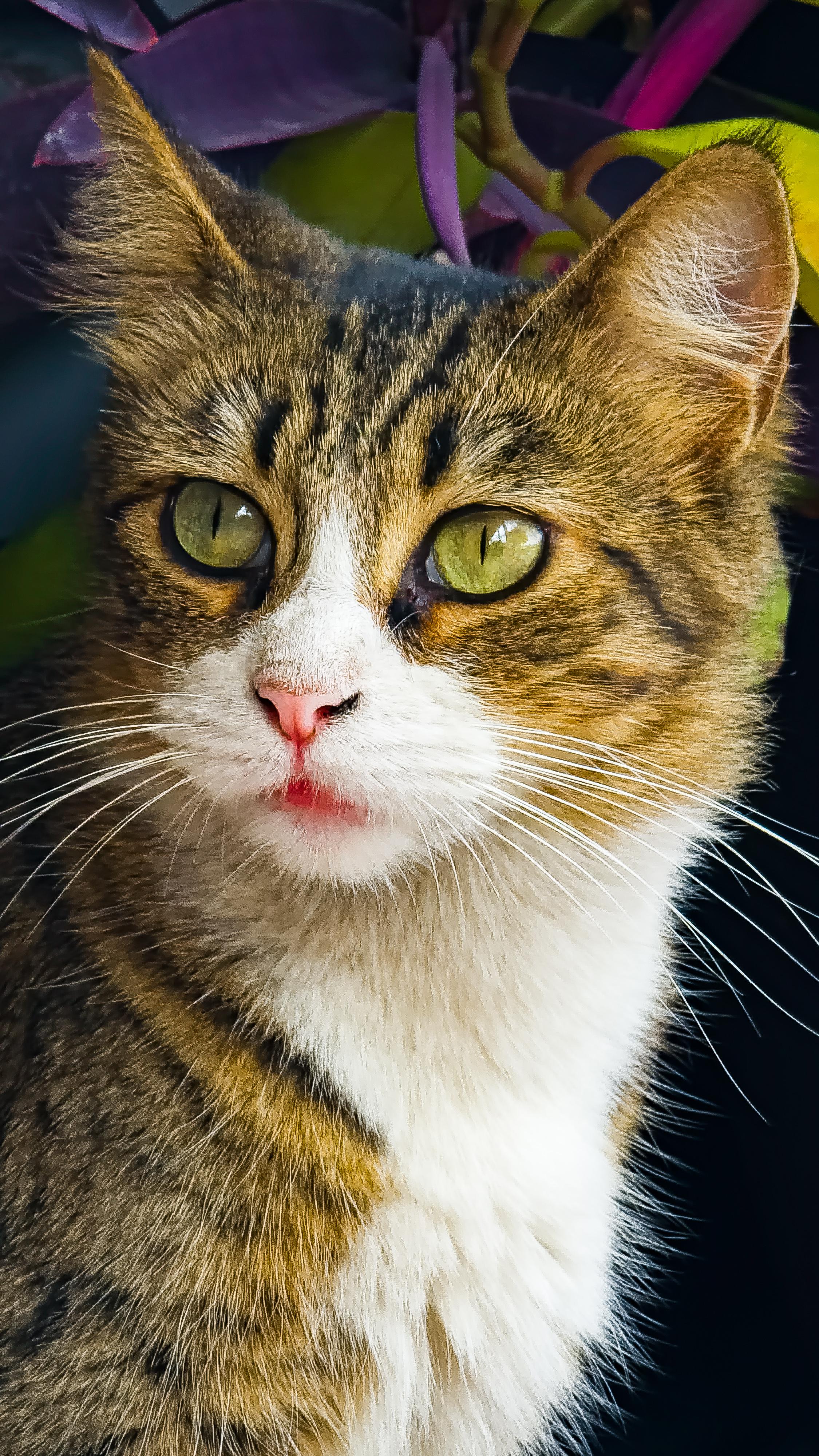 [OC] Meow | Scrolller