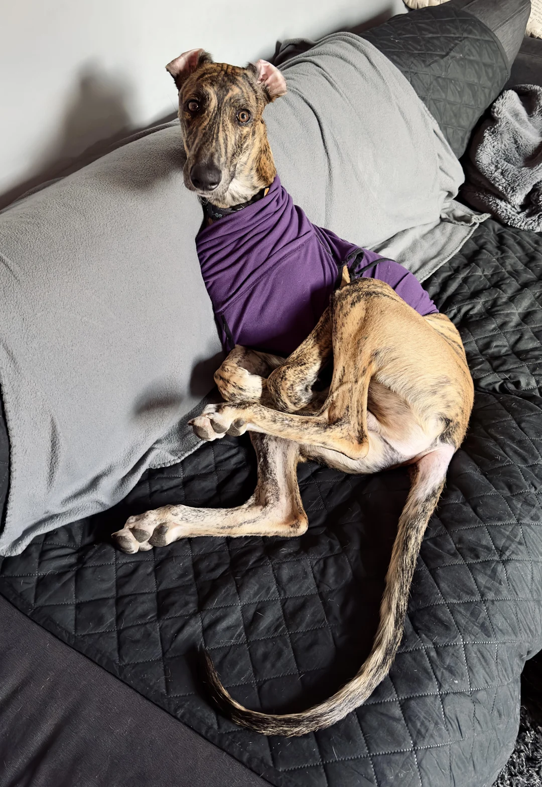 Greyhound or kangaroo? | Scrolller