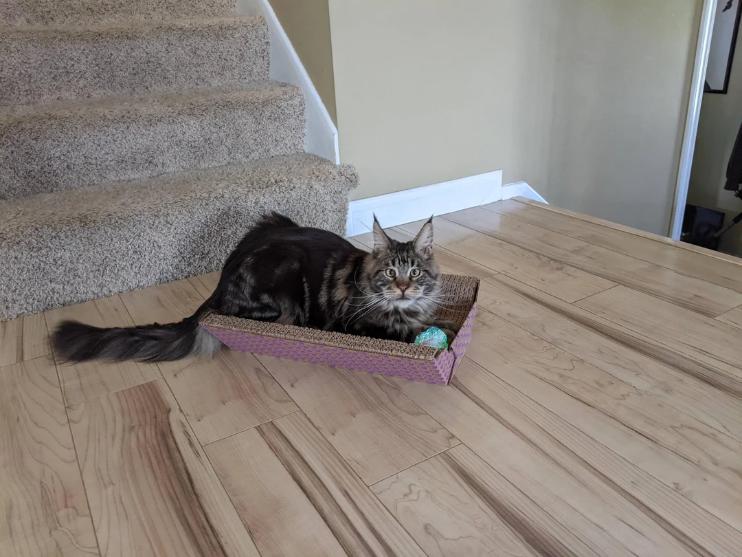 Atlas turned 1 today. Enjoying his new scratcher. I might have put a lot of catnip in it 😁 ...