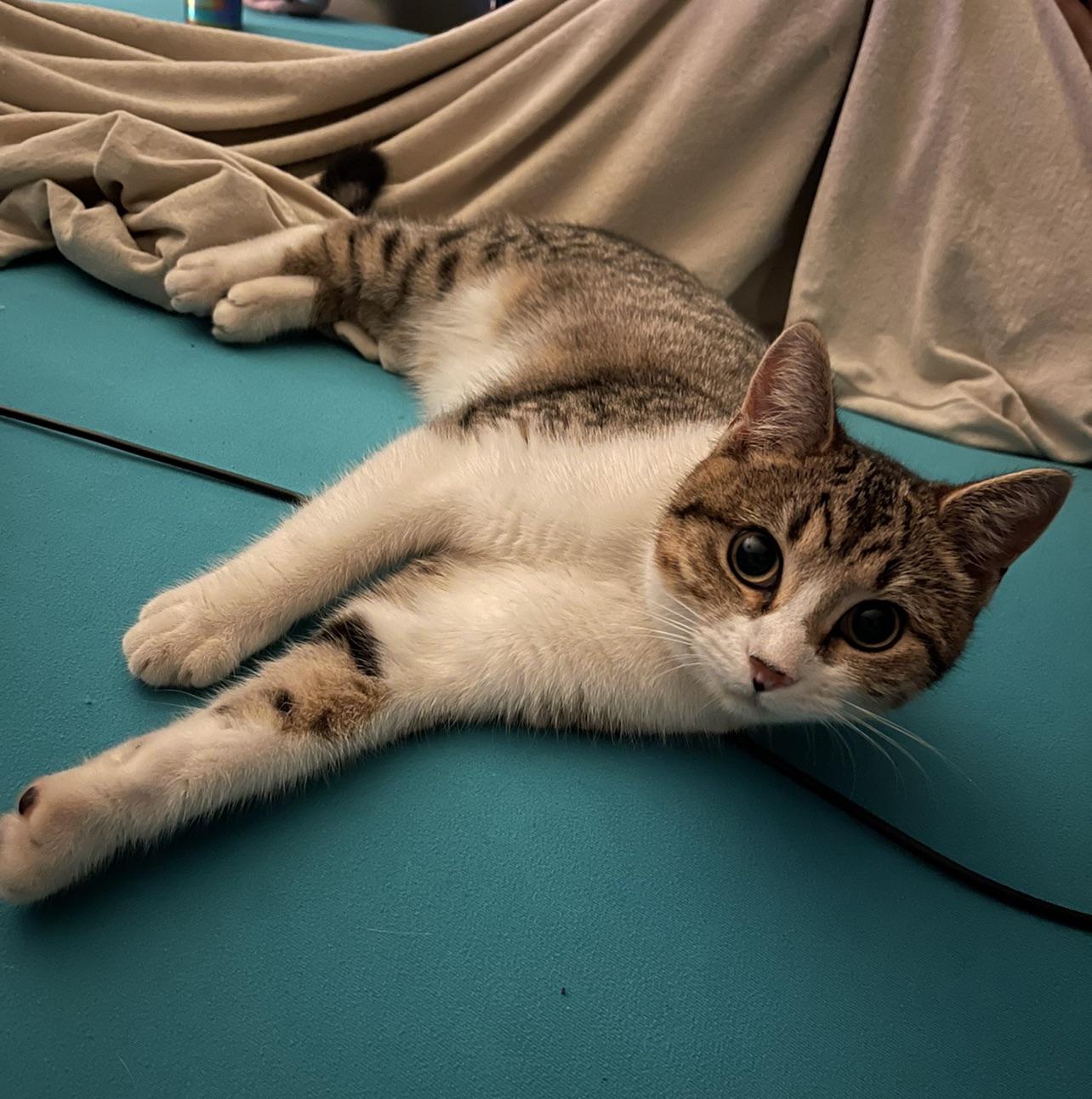 One of my favourite pictures I’ve taken of Peanut | Scrolller