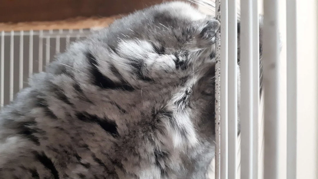 tummy fluff | Scrolller