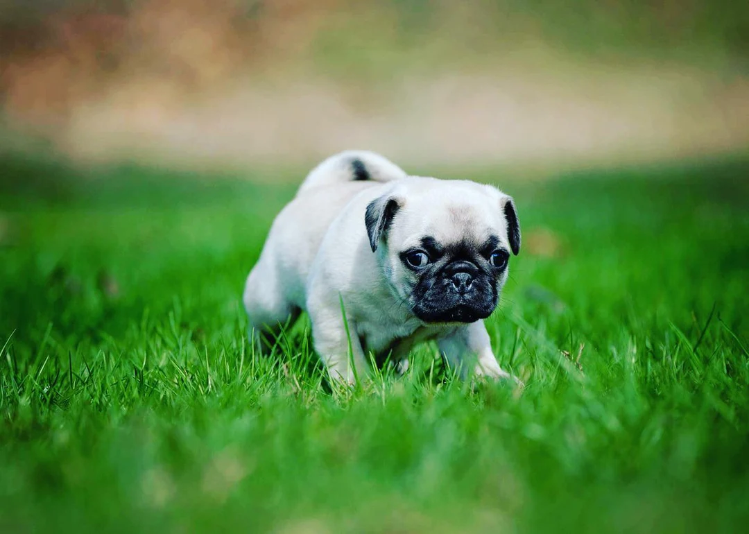 Brody, newest member of the family | Scrolller