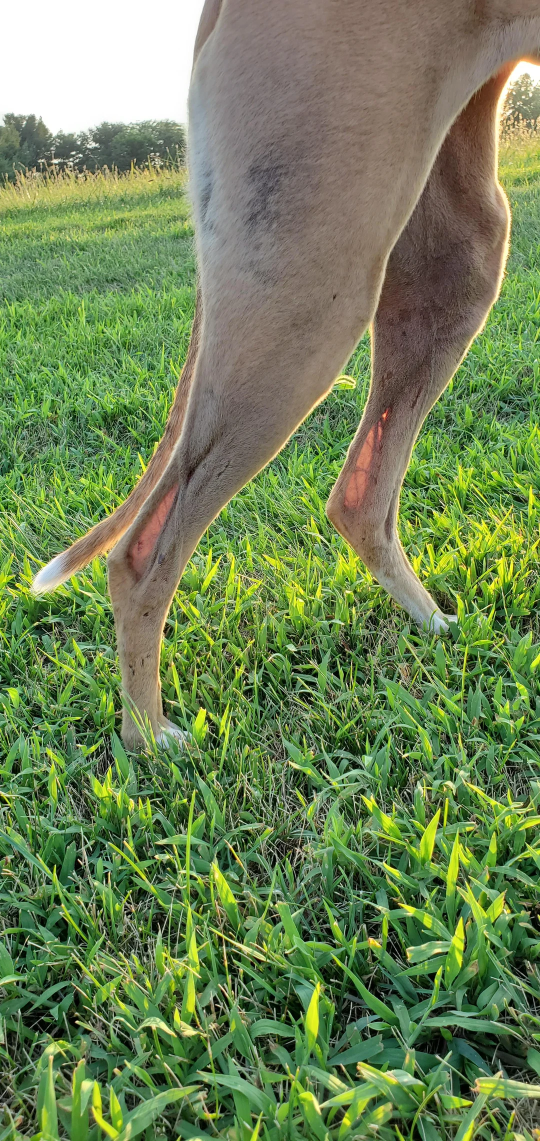 Nothing more beautiful than a sunset through the ankles of a greyhound... | Scrolller