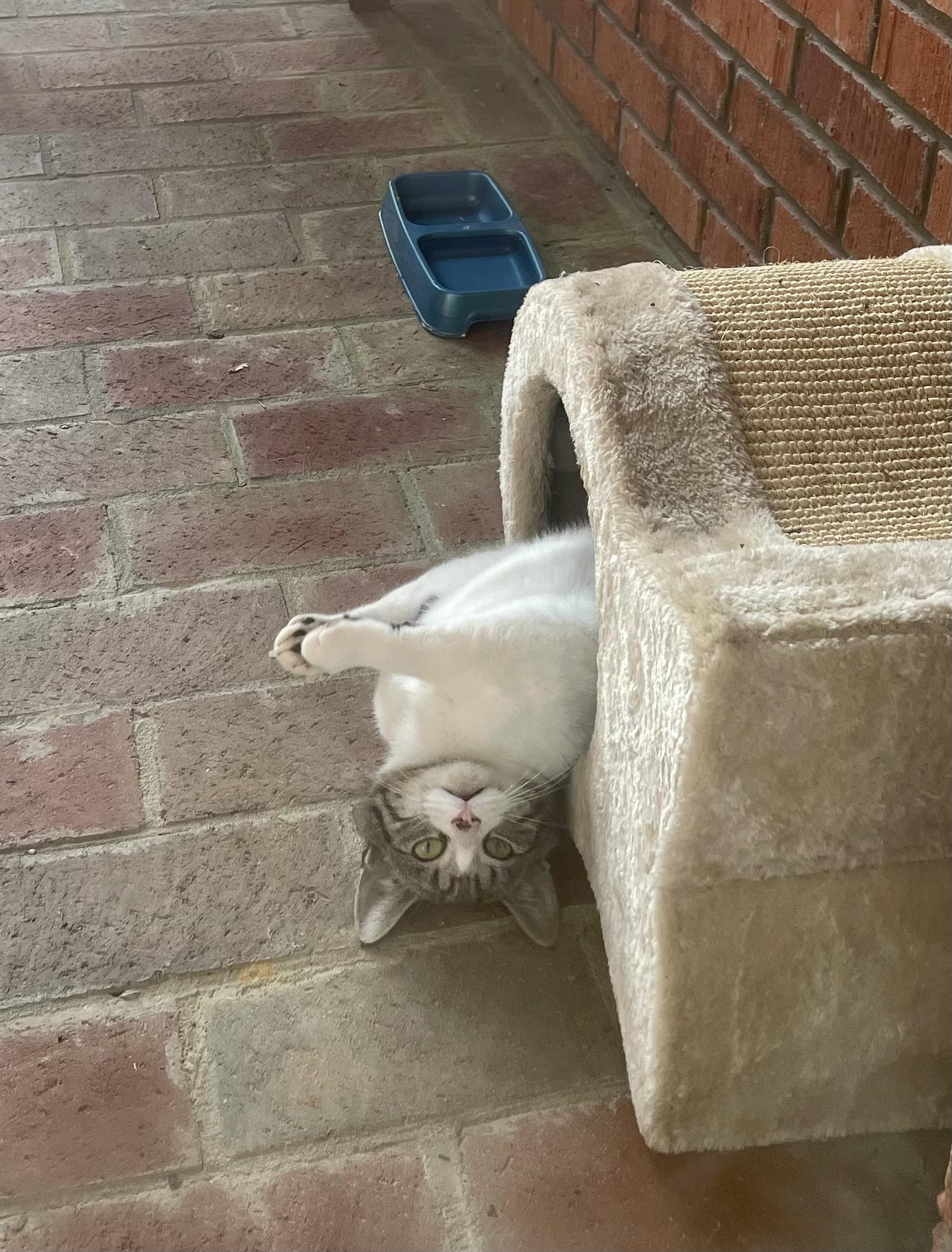 Meet Mr. Mittens | Scrolller