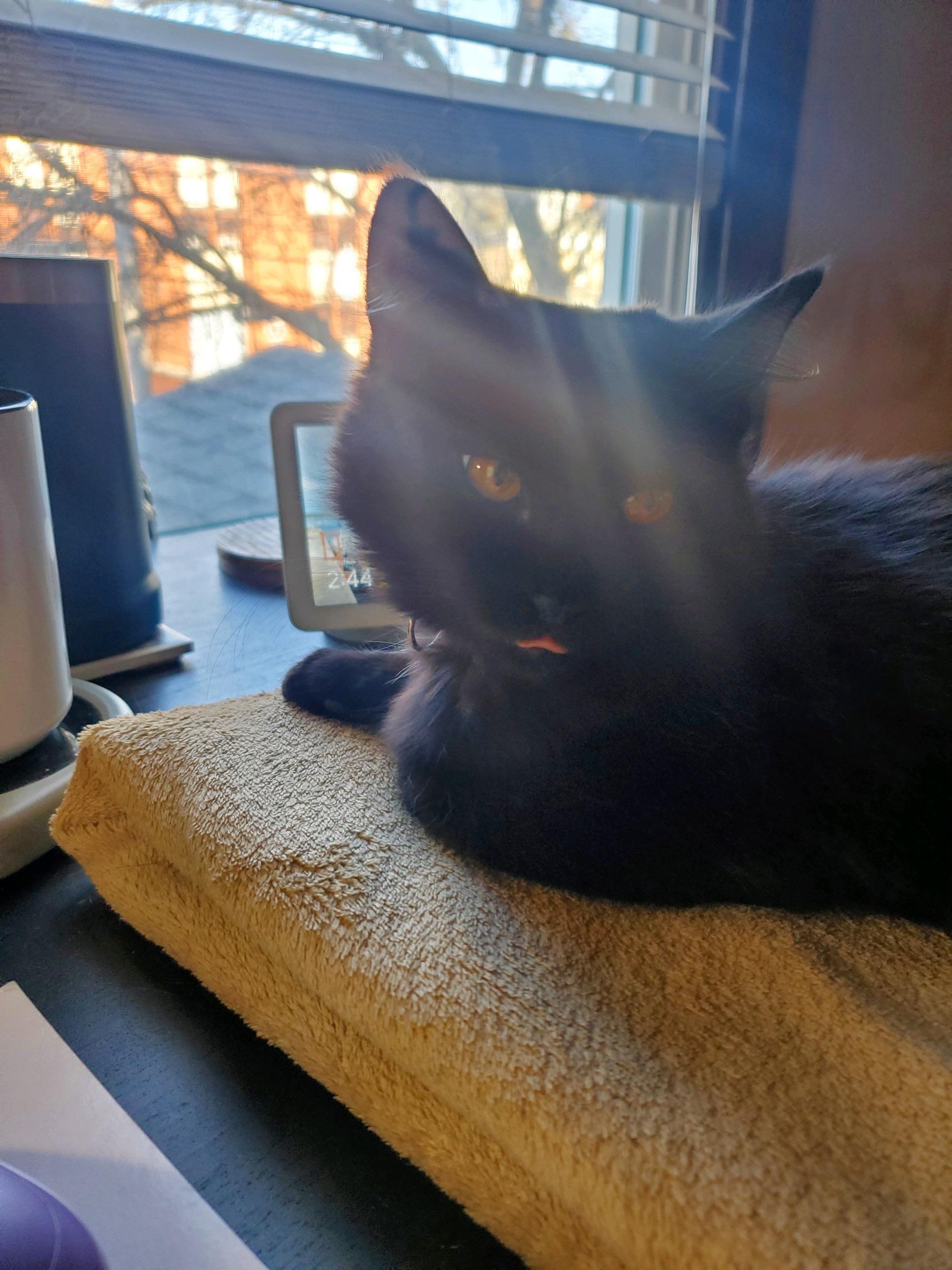 Discover more like Blep: Baby void blep and Related Content | Scrolller