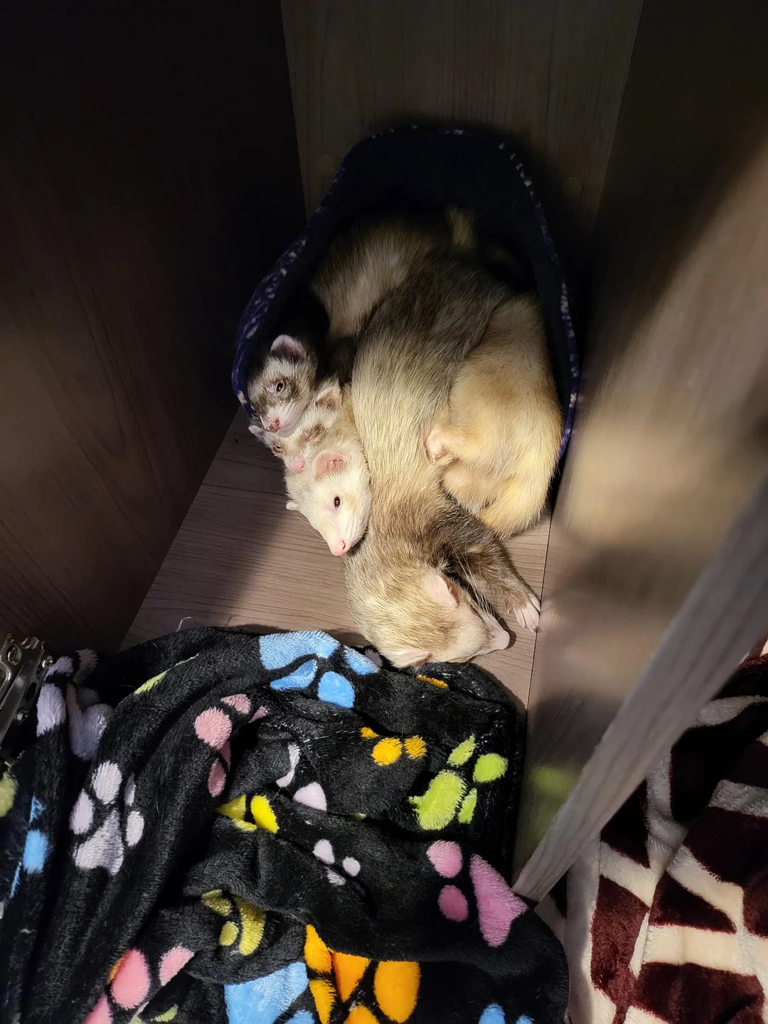 My furry, sleepy totem pole 🥰 | Scrolller