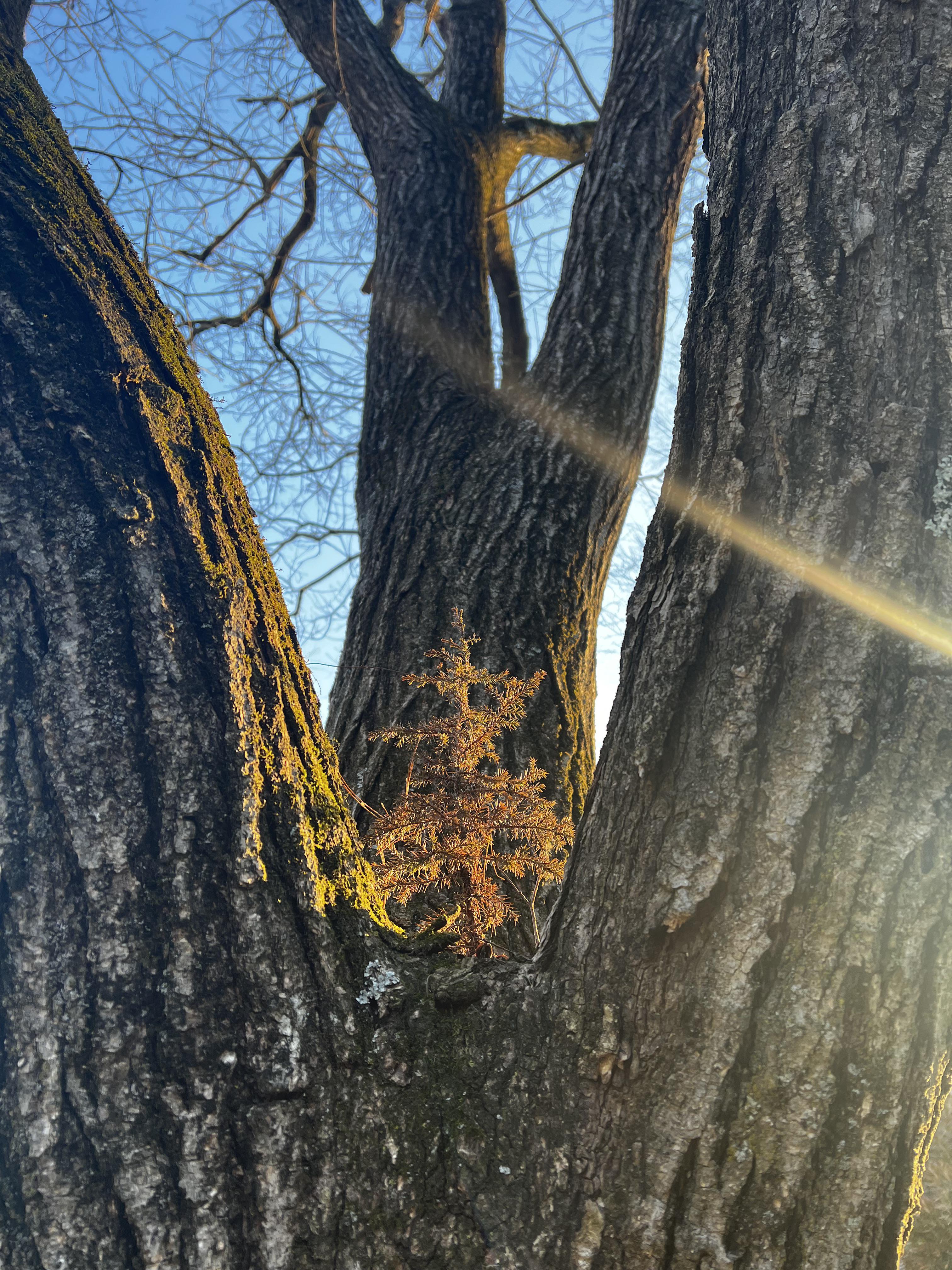 Pine tree growing on a tree | Scrolller
