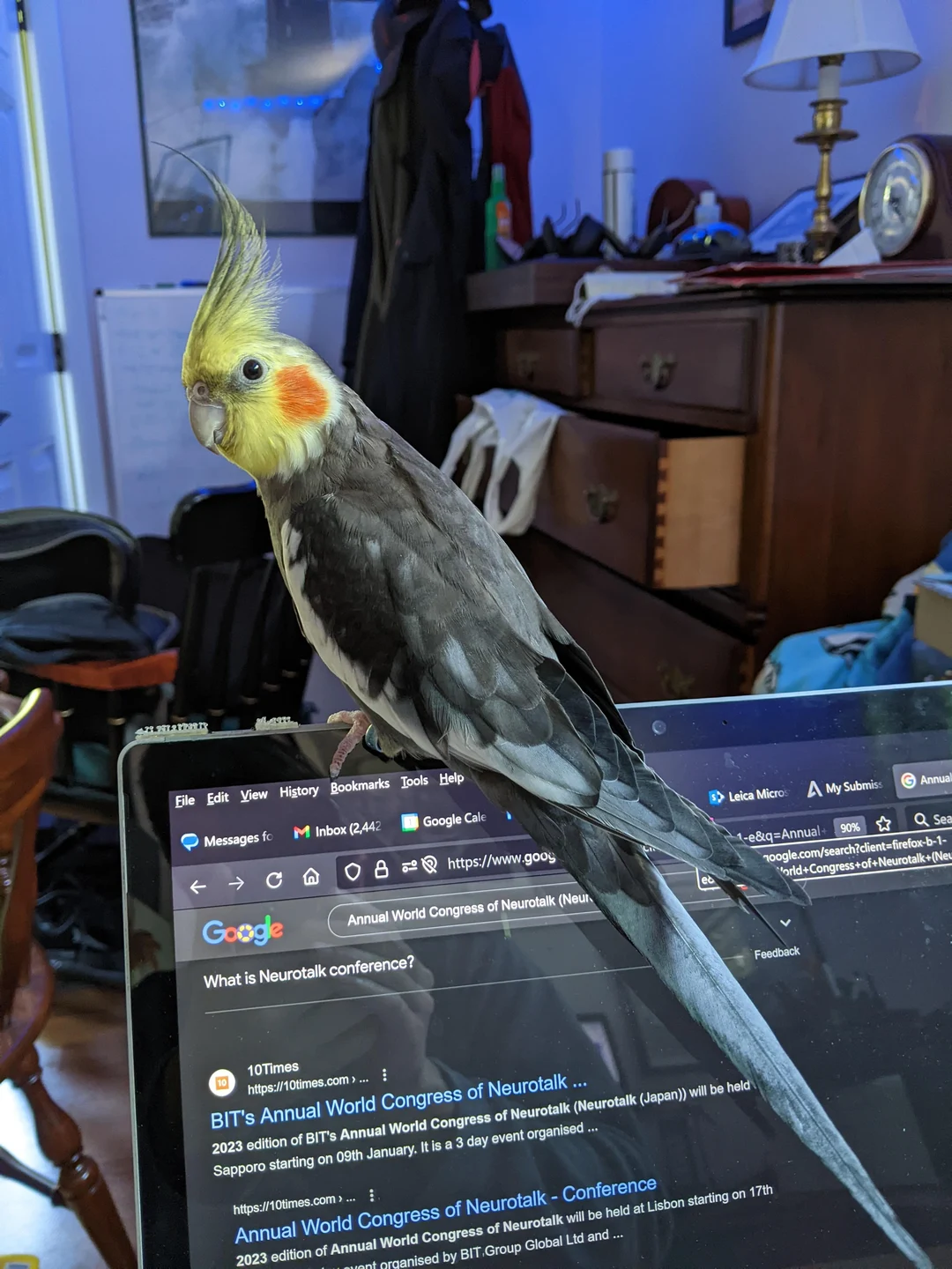 Look at those long tail feathers! | Scrolller