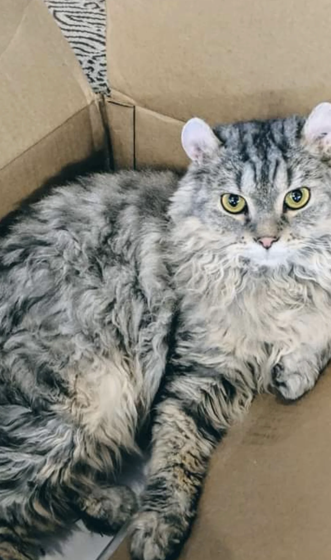 Gigi looks comfy | Scrolller