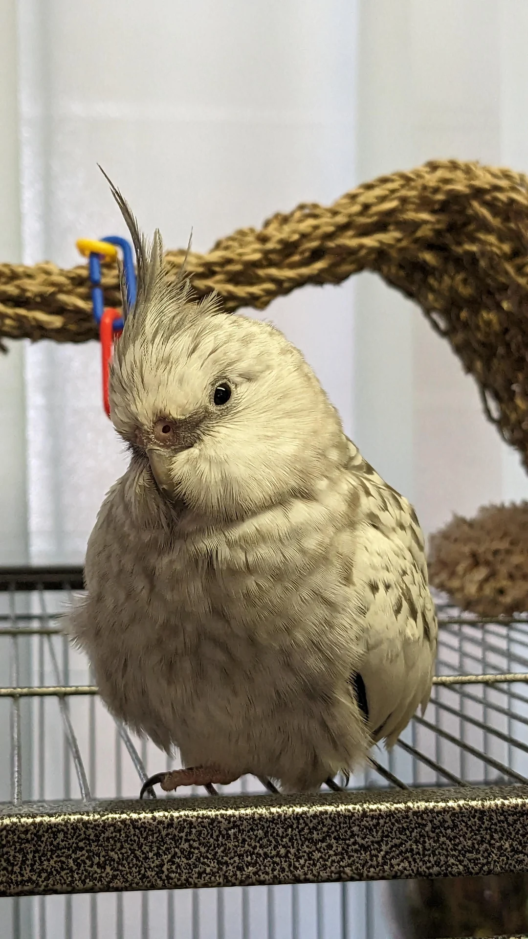 Tofu posing for the camera ^^ | Scrolller