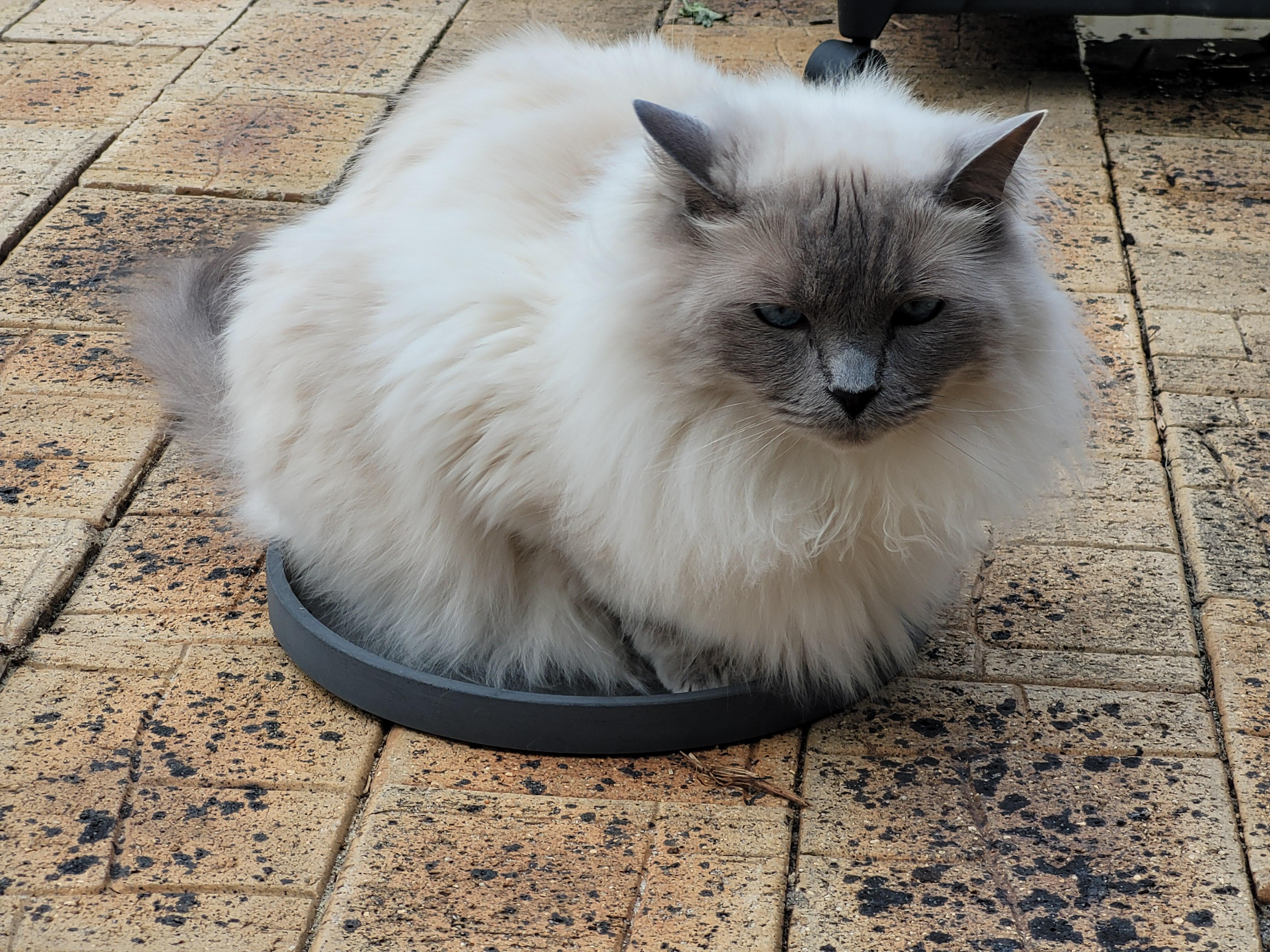 I'm a fluffy cloud | Scrolller