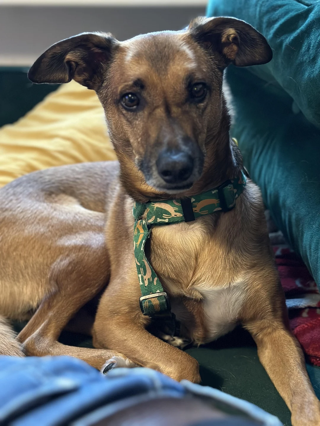 What? A cakeday? Where cake? | Scrolller