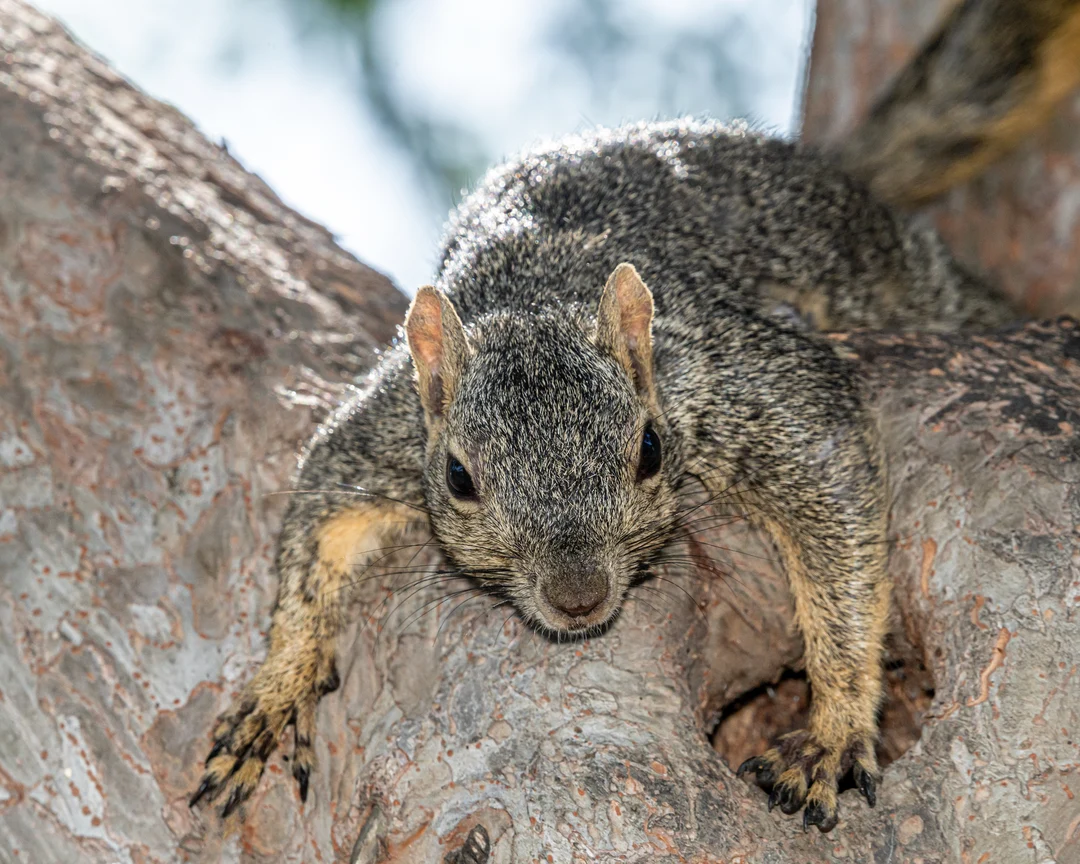 Discover more like Squirrels: Mother Squirrel sploot on a hot summer day and Related Content ...