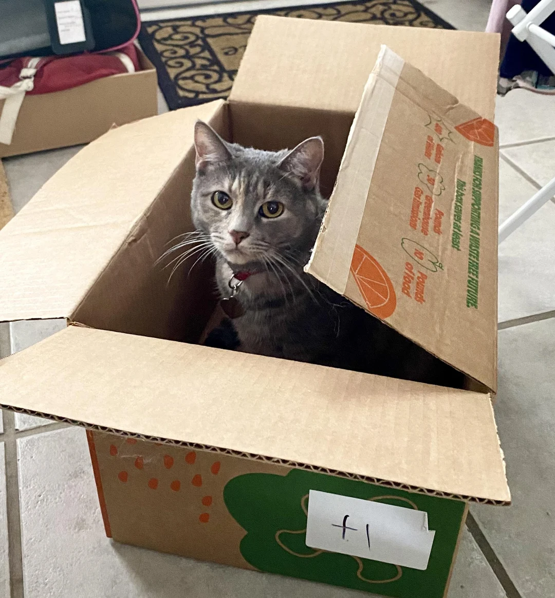 Never doubt the OG box trap | Scrolller