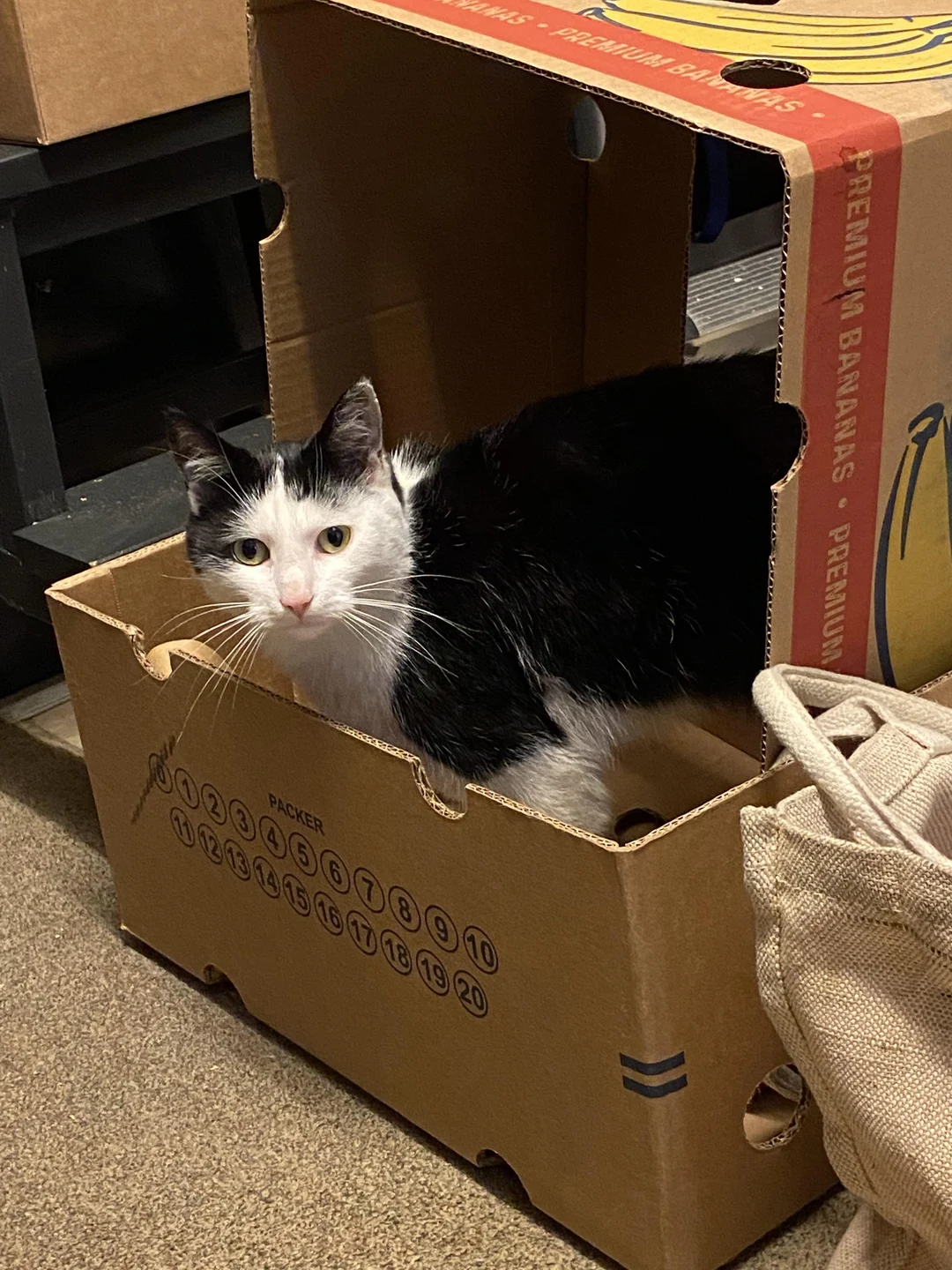 Double trap | Scrolller