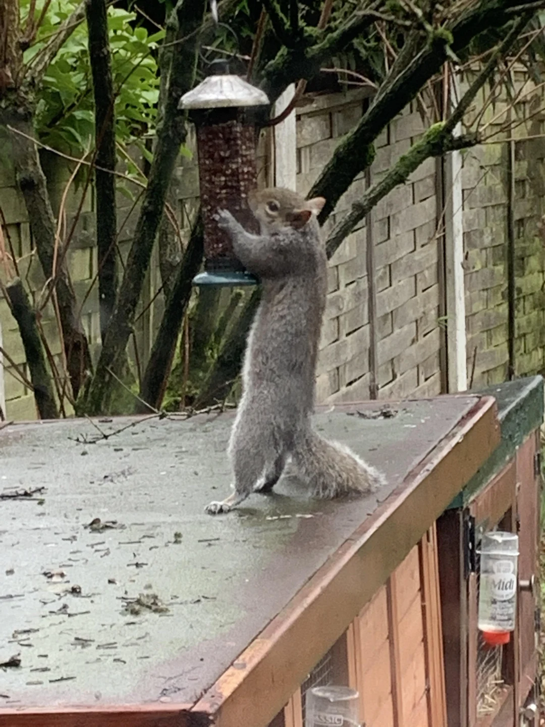 Discover more like Squirrels: Semi regular garden visitor came to feed her face today, hadn’t ...