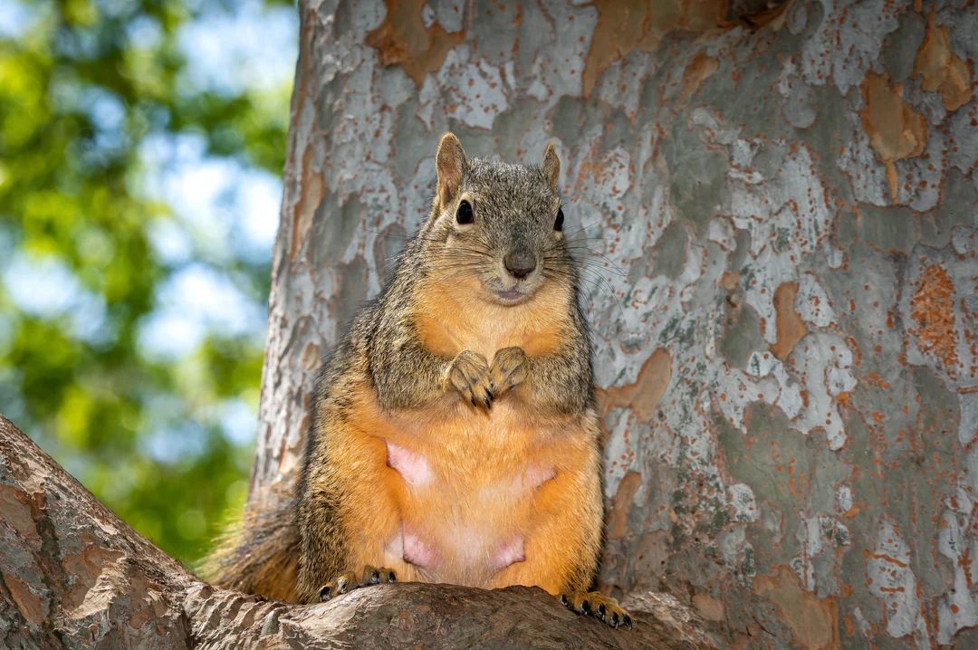 Sweet Mother Squirrel | Scrolller