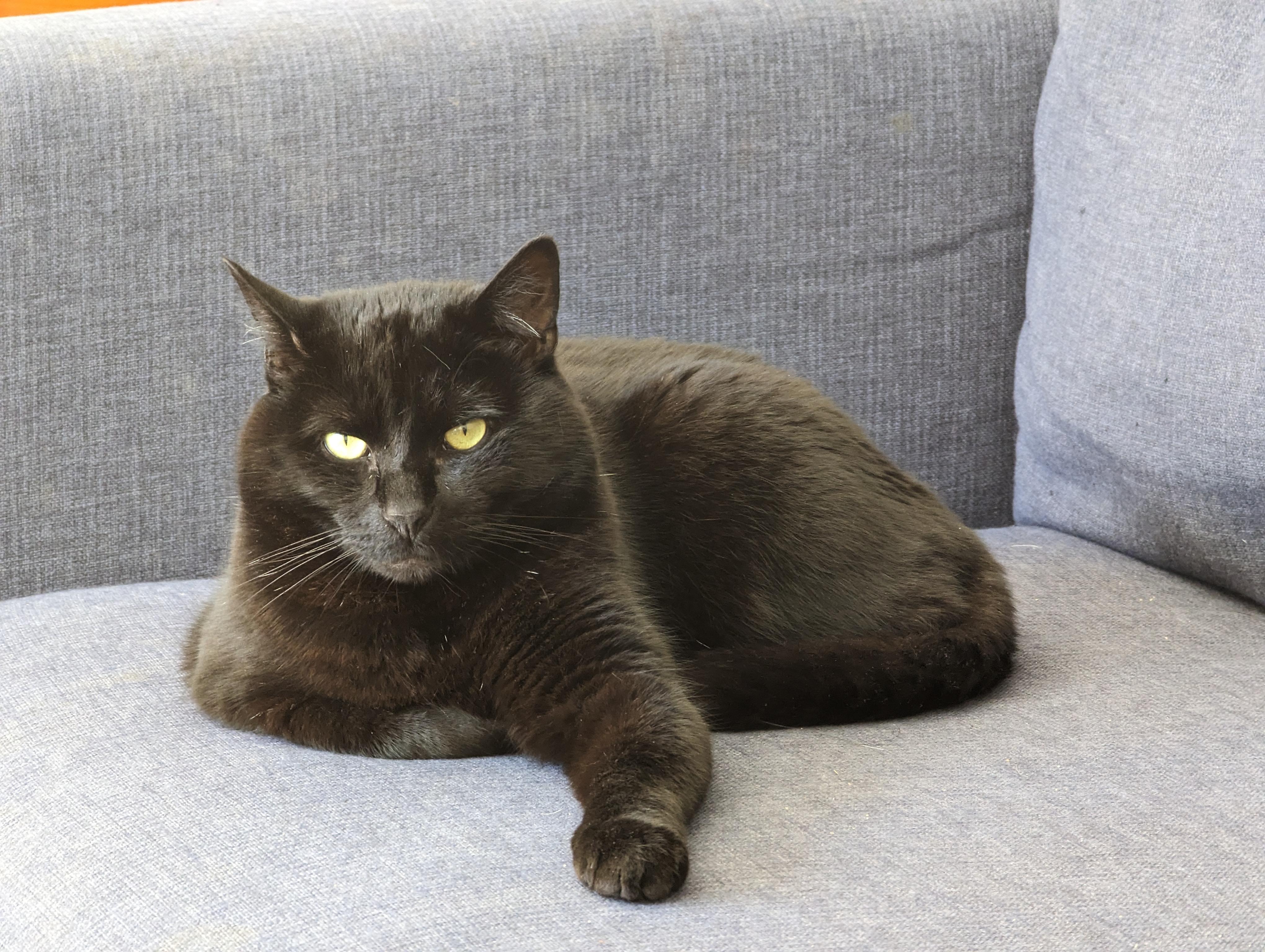 Meet Charlie | Scrolller