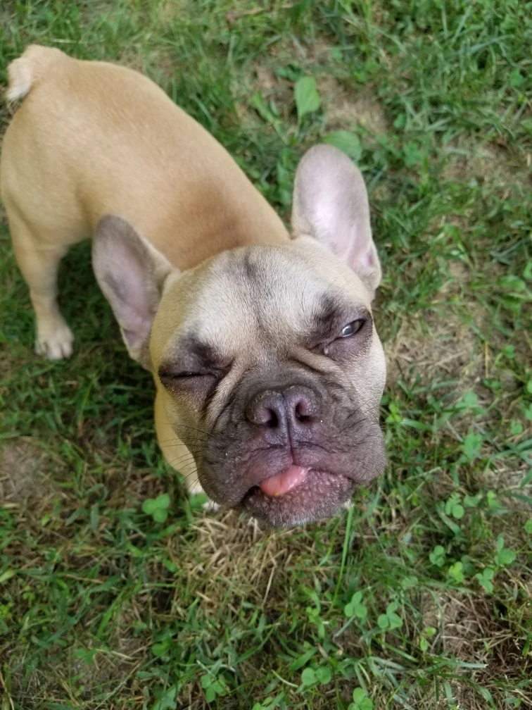 Frenchies are just built different | Scrolller