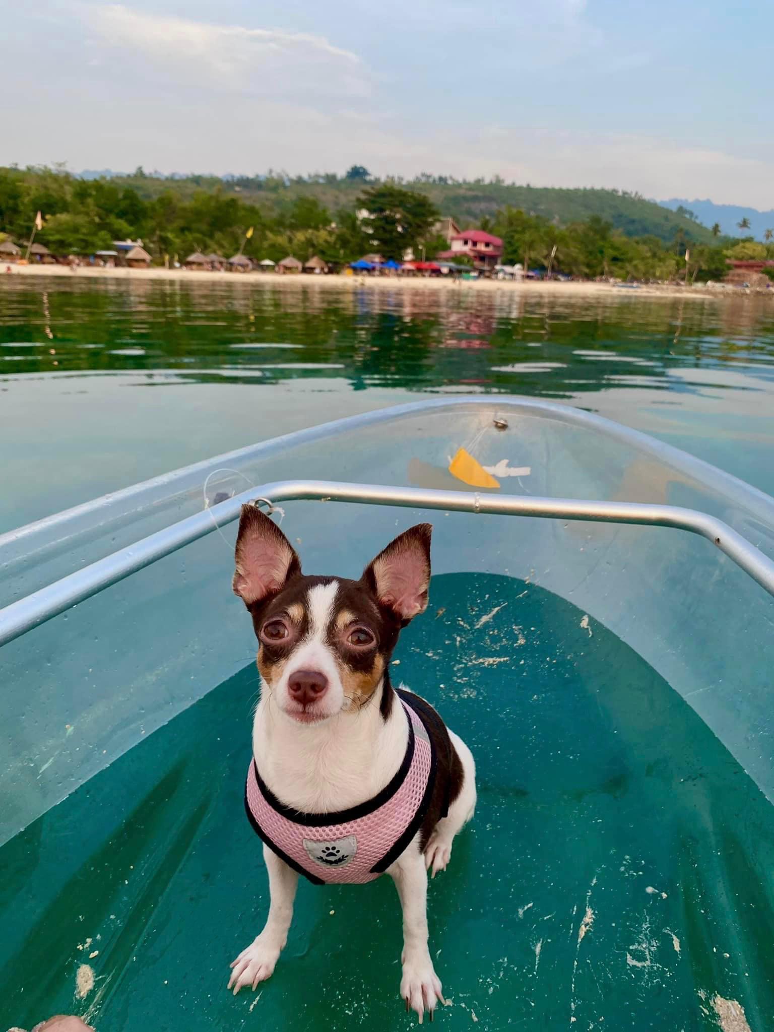 Here are Spotty(1st) and Bandit(2nd) having the best time Crystal Kayaking! | Scrolller