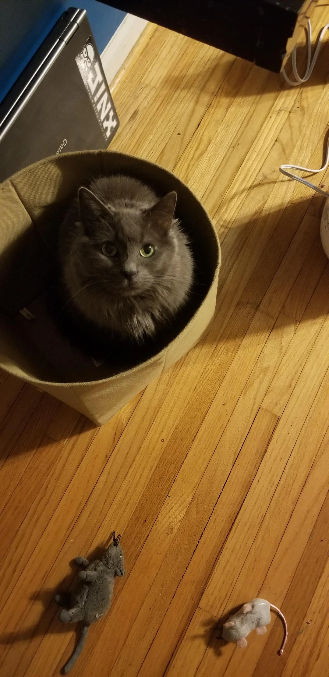 Just emptied the bin. | Scrolller