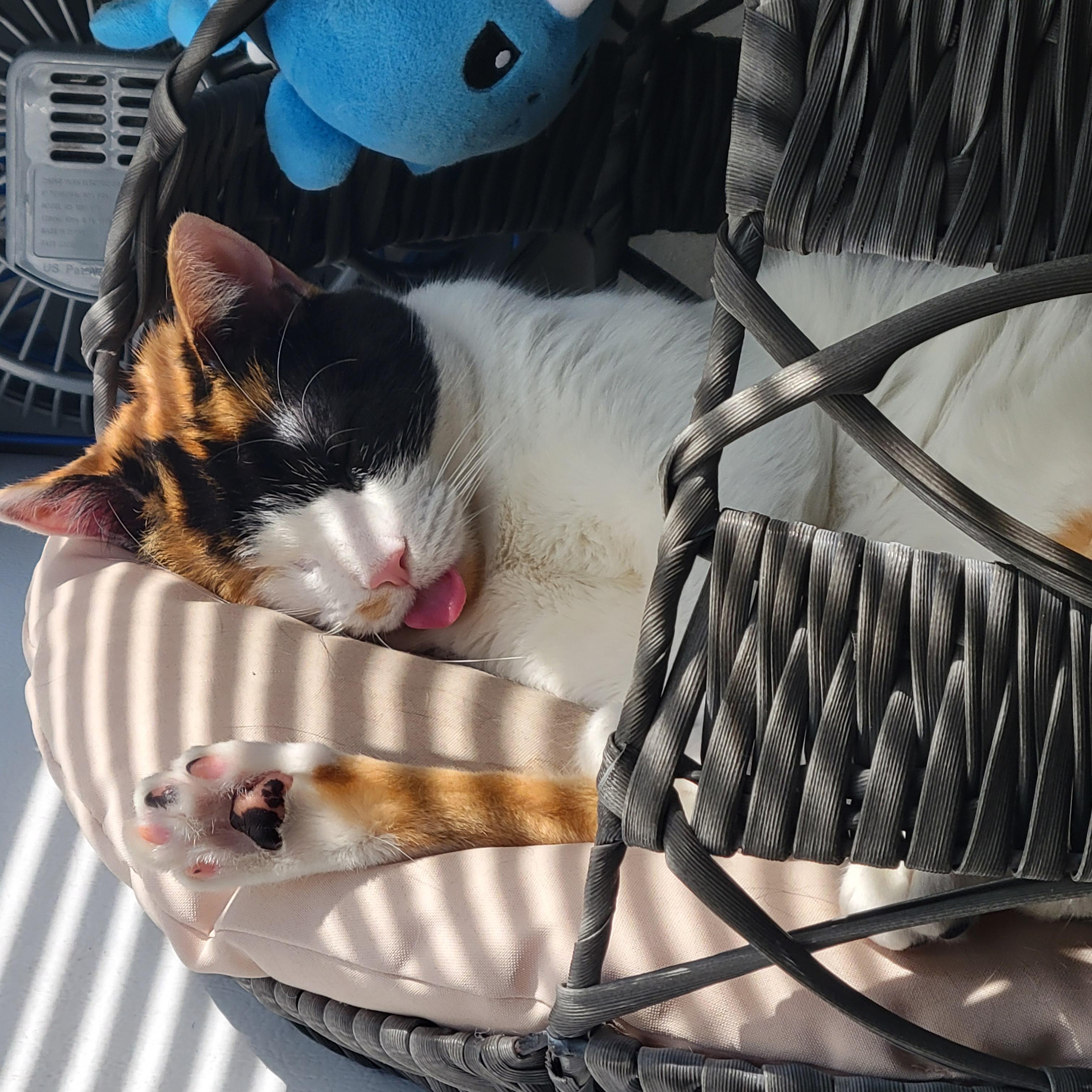 Biggest blep she's ever done... | Scrolller