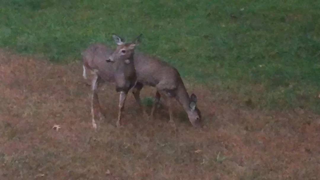 Three legged deer | Scrolller