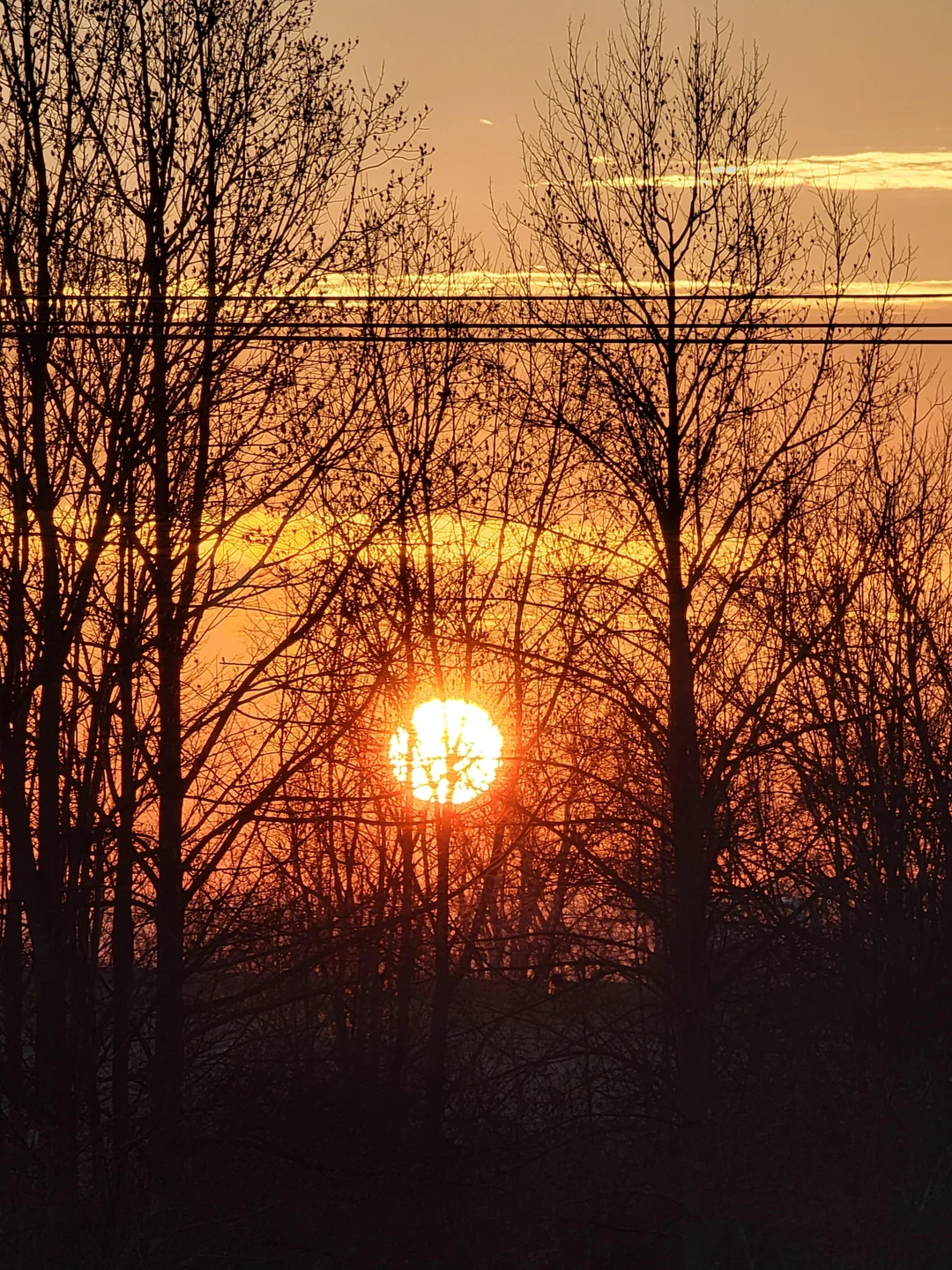 Morning Sun through bare trees. | Scrolller