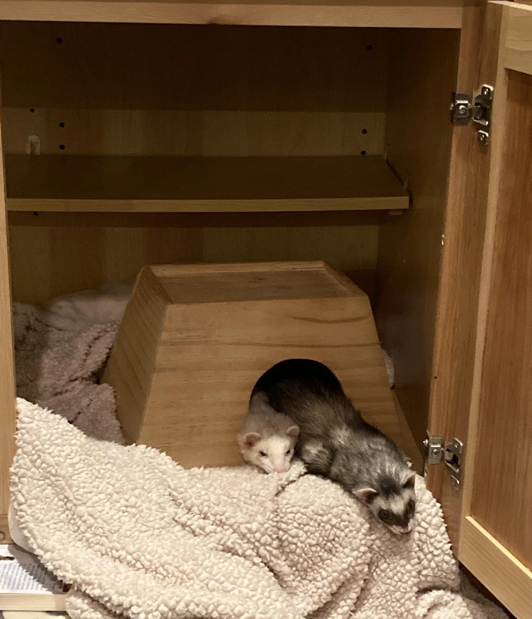 Post breakfast nap 💤 | Scrolller