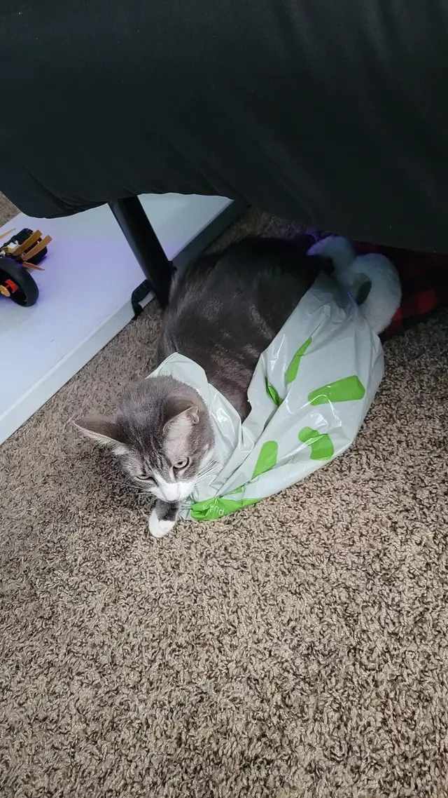 My first trap a success! (she was actually stuck) | Scrolller