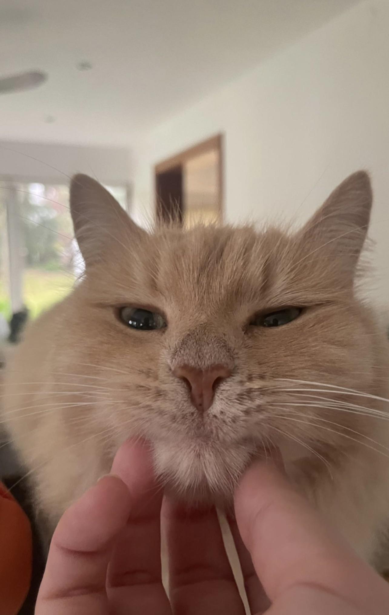 [OC] fluffy as a cloud | Scrolller