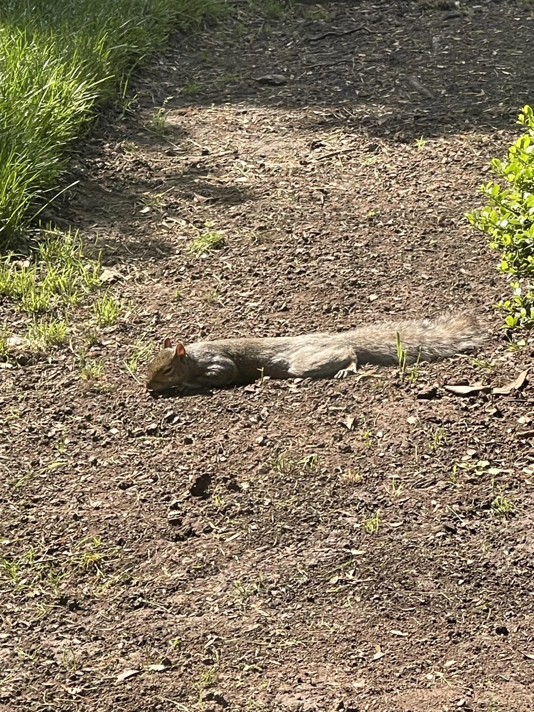 Sploot season 🥞 | Scrolller