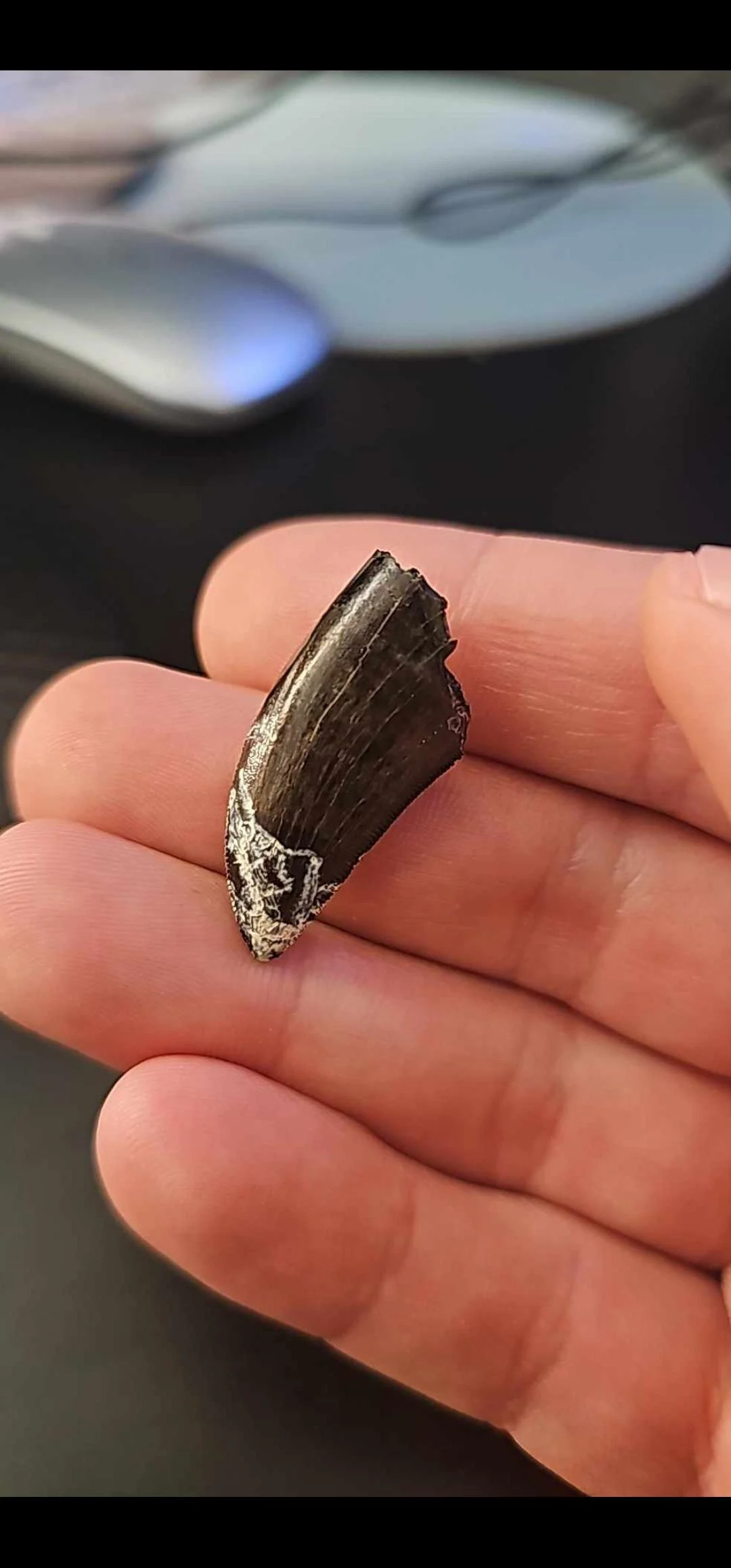 Baby rex tooth | Scrolller