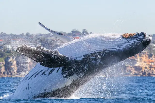 Humpback whale | Scrolller