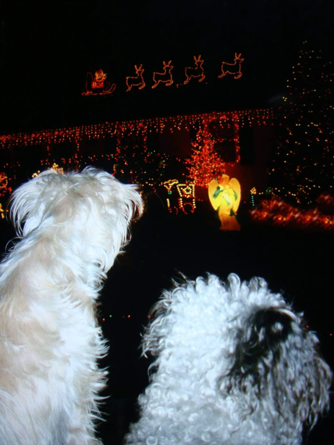 last xmas before they both crossed the rainbow bridge | Scrolller