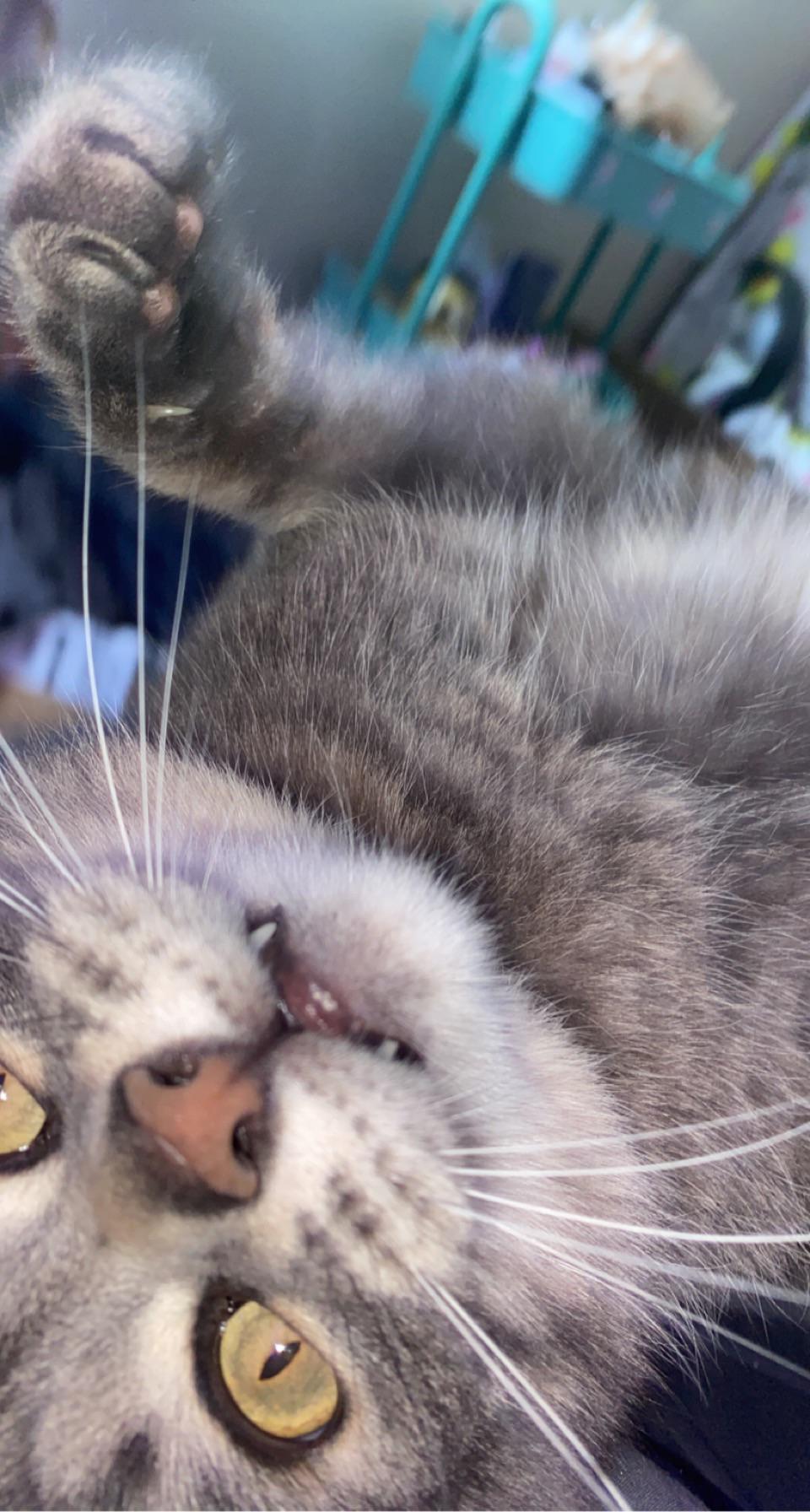 my stinky lil vampire boi | Scrolller