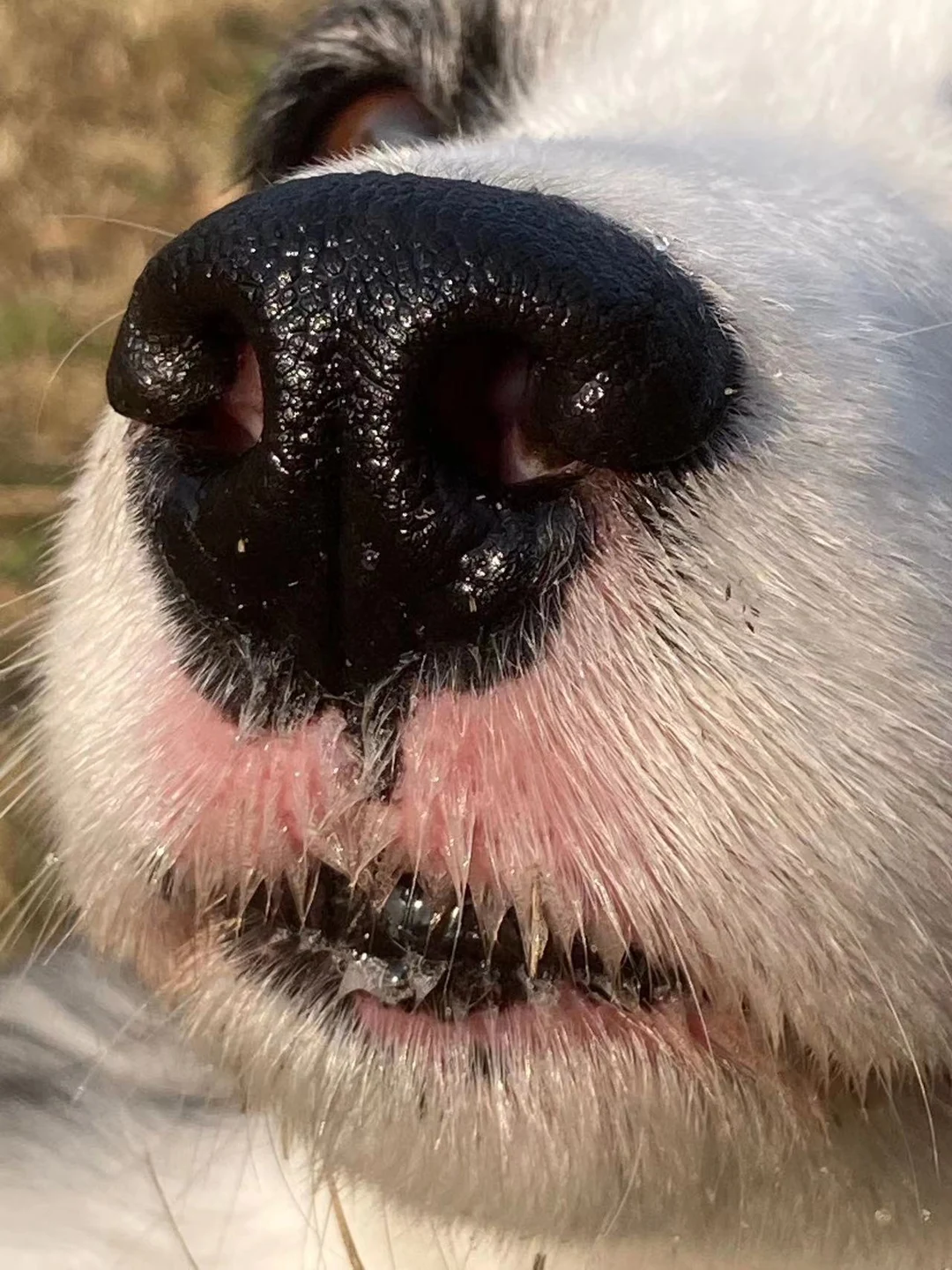 Do you feel my lovely wet nose? | Scrolller