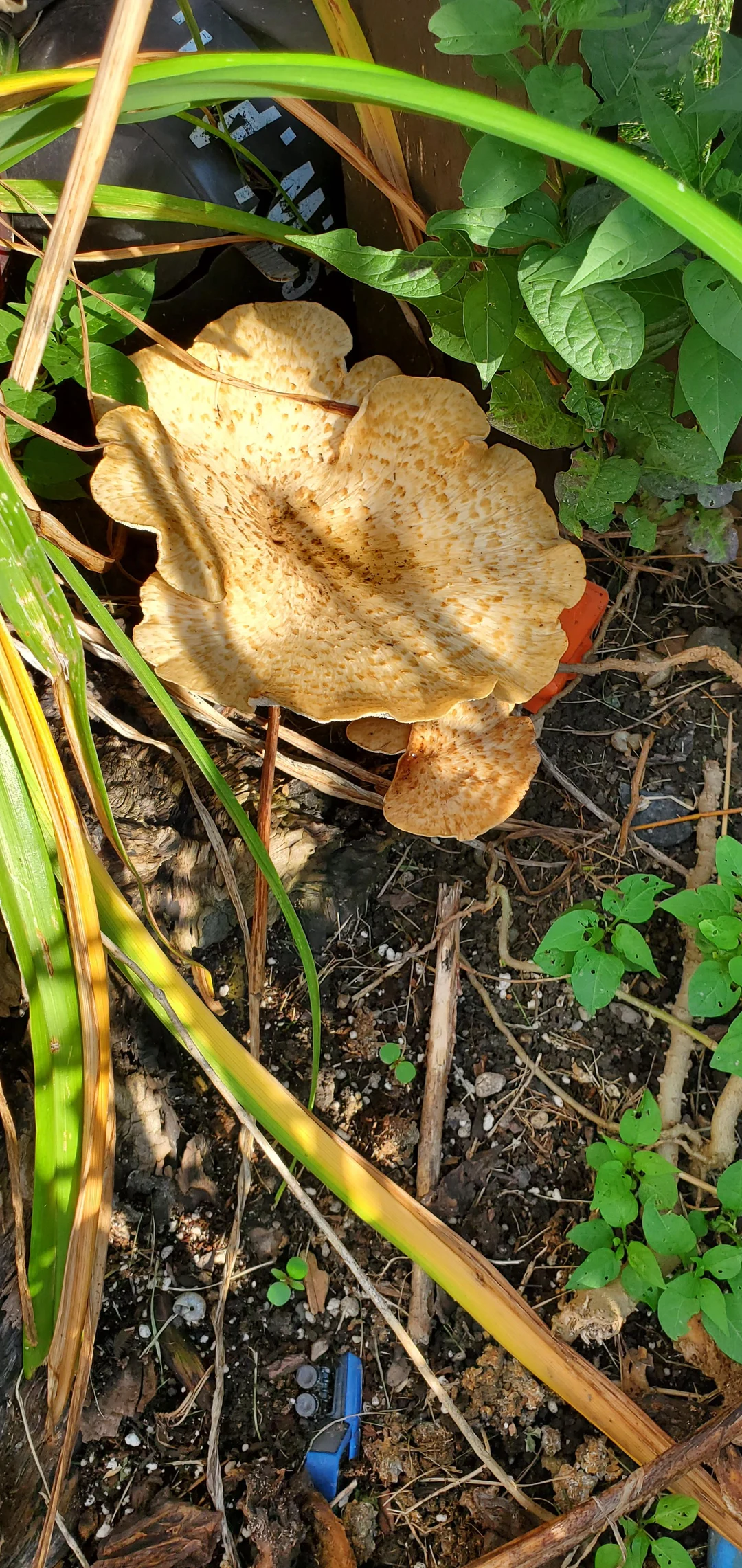 Any clue as to what this might be? | Scrolller