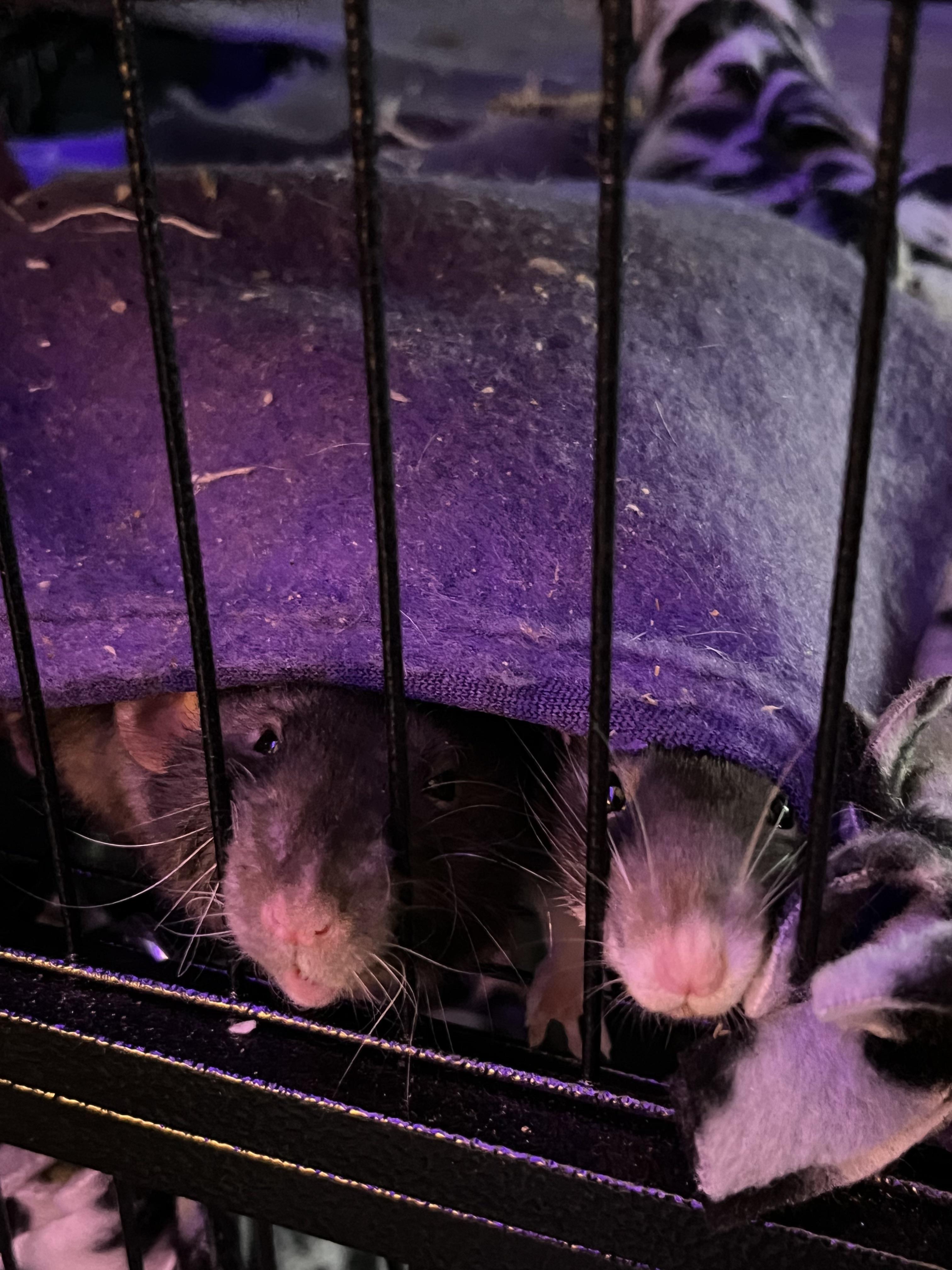 Discover more like RATS: peekaboo and Related Content | Scrolller