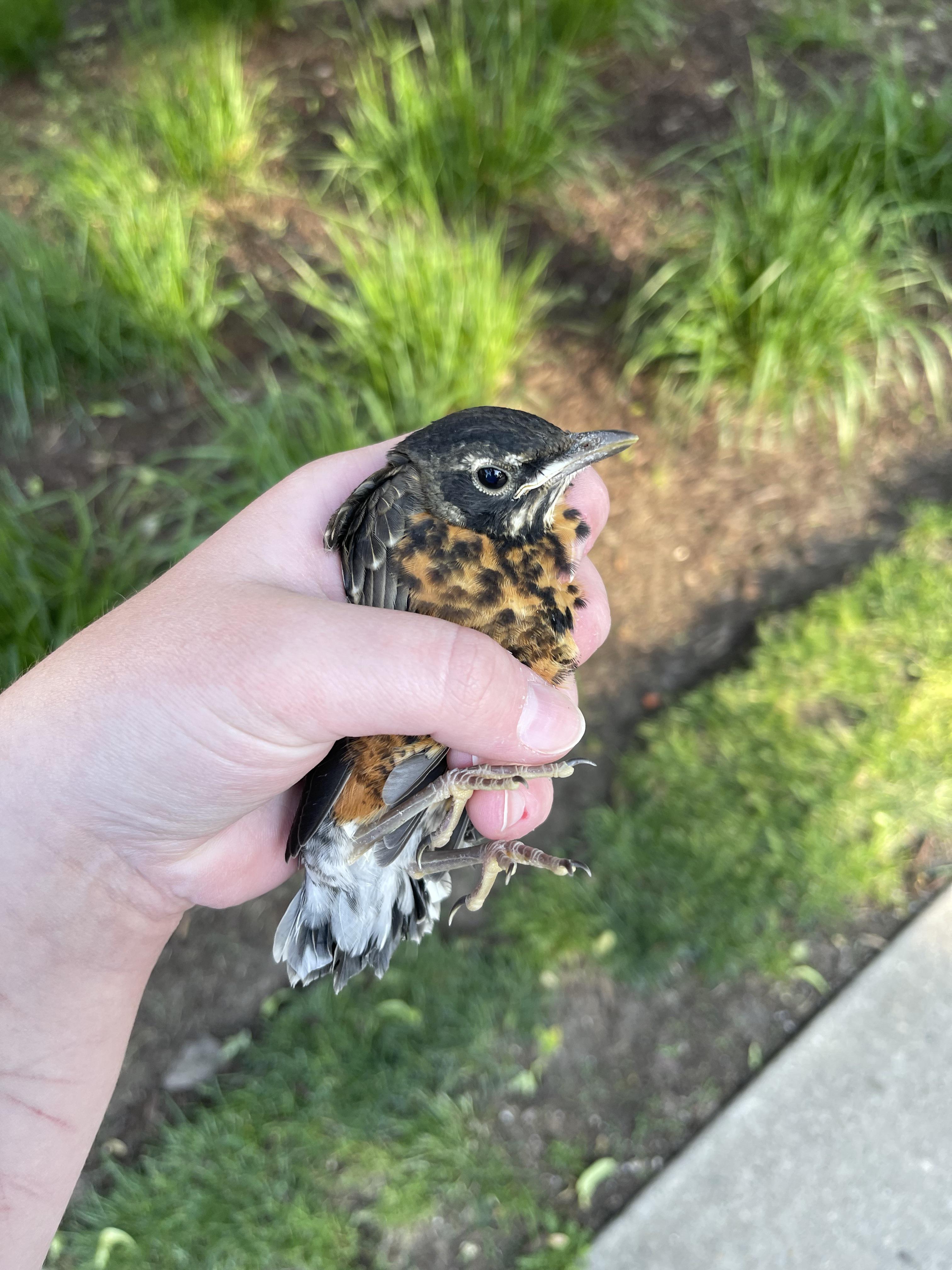 Young Robin | Scrolller