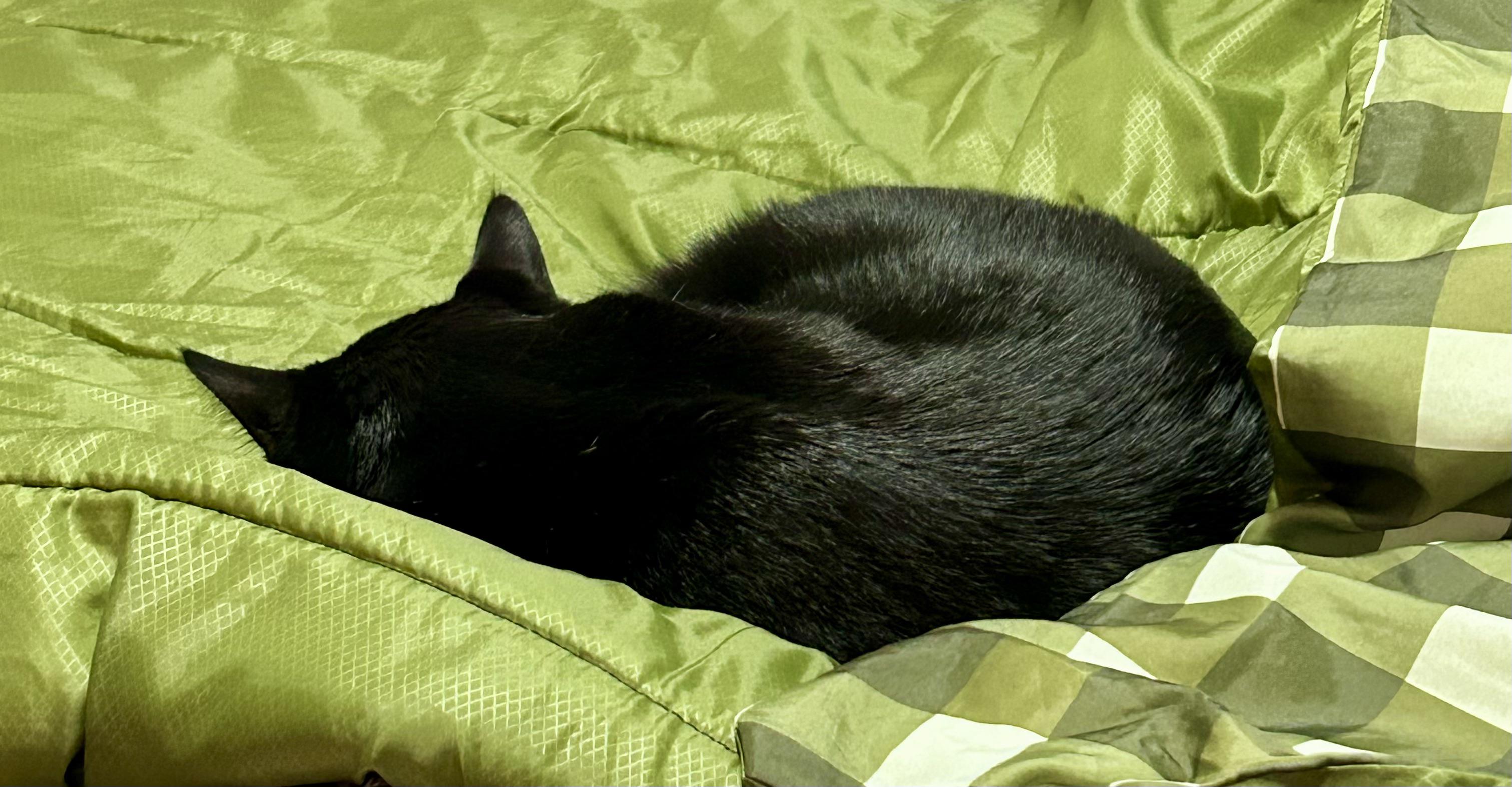 Very tired Void | Scrolller